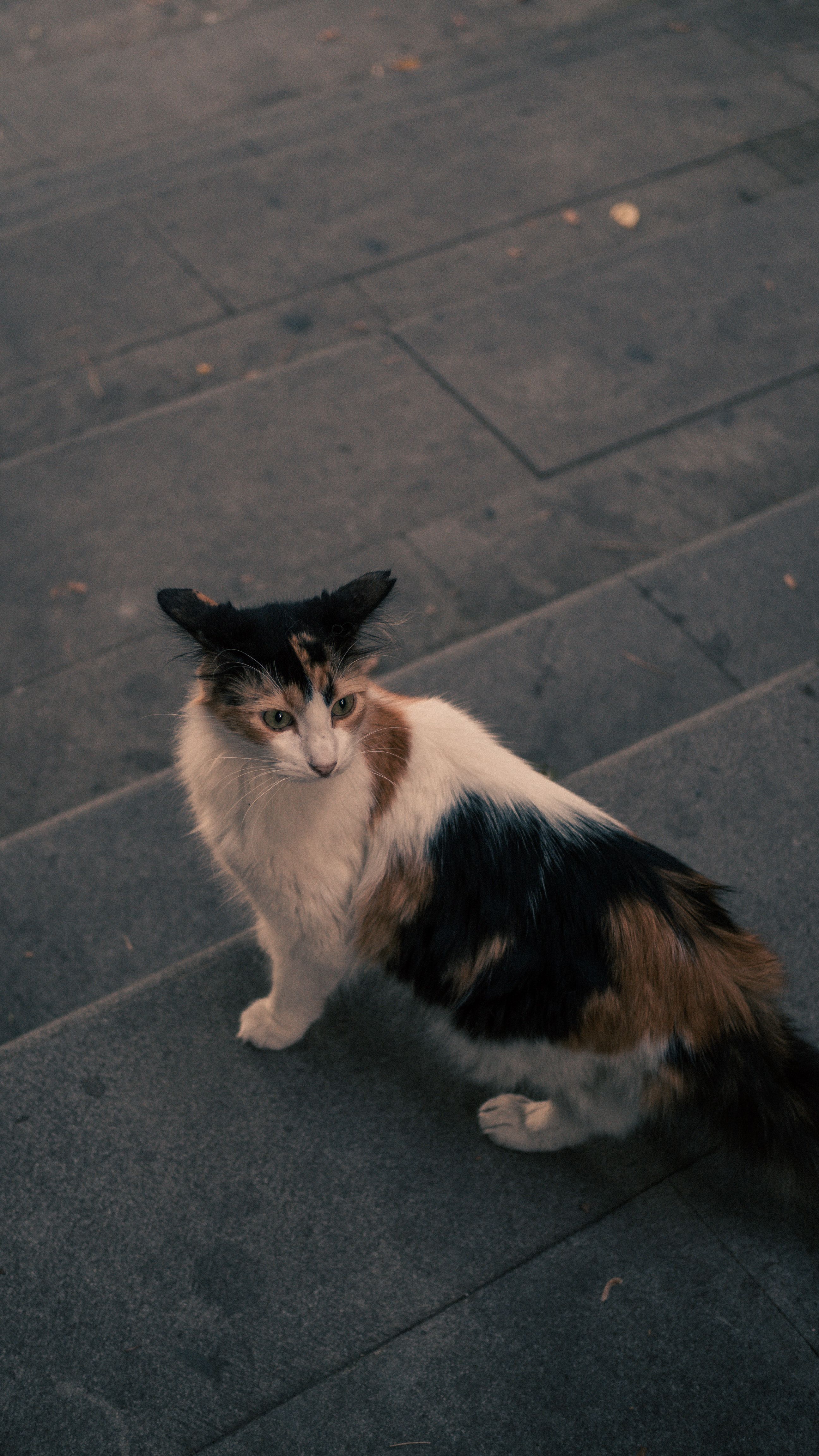 Cute Fluffy Cat · Free Stock Photo