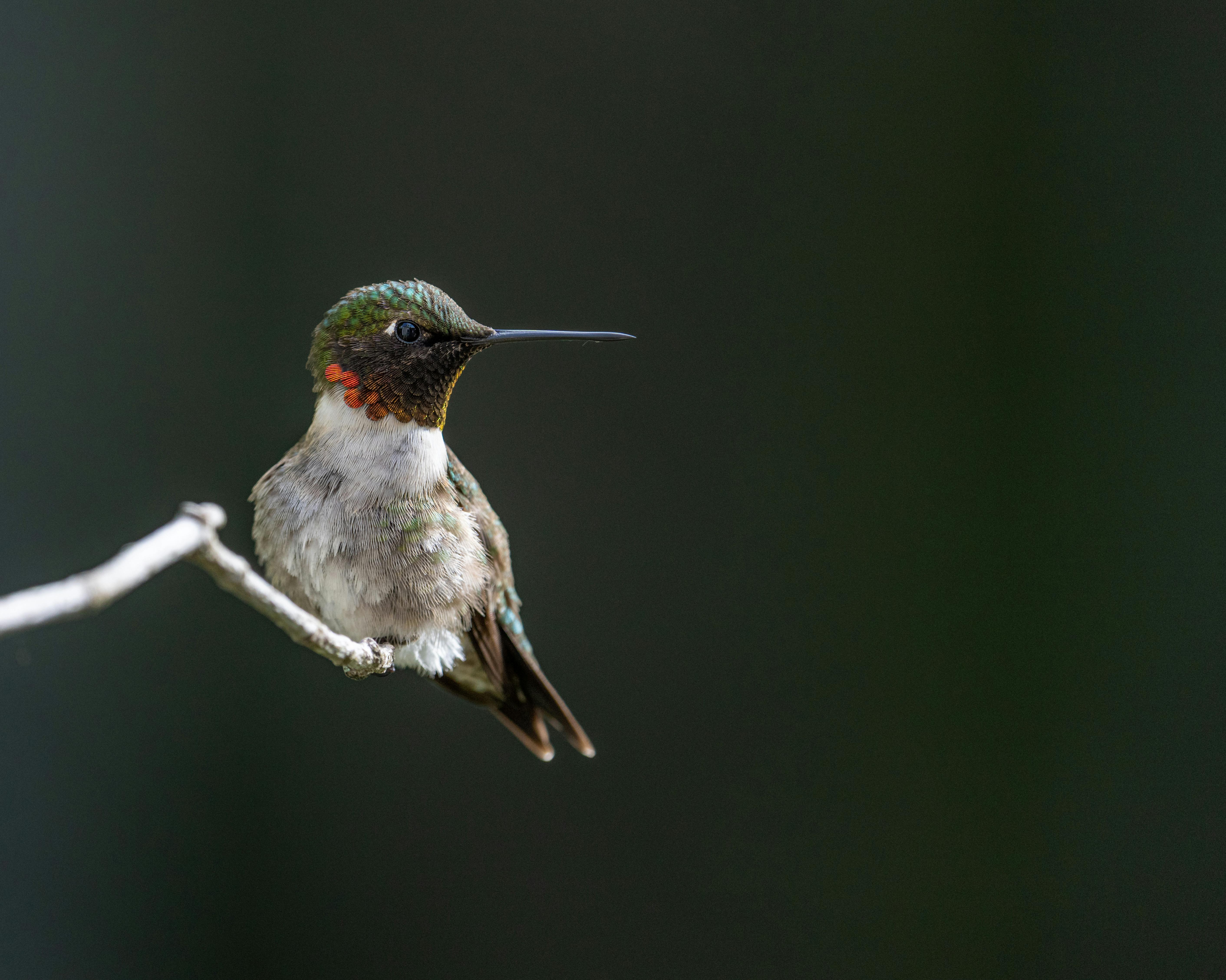 Hummingbird Perching on Branch · Free Stock Photo
