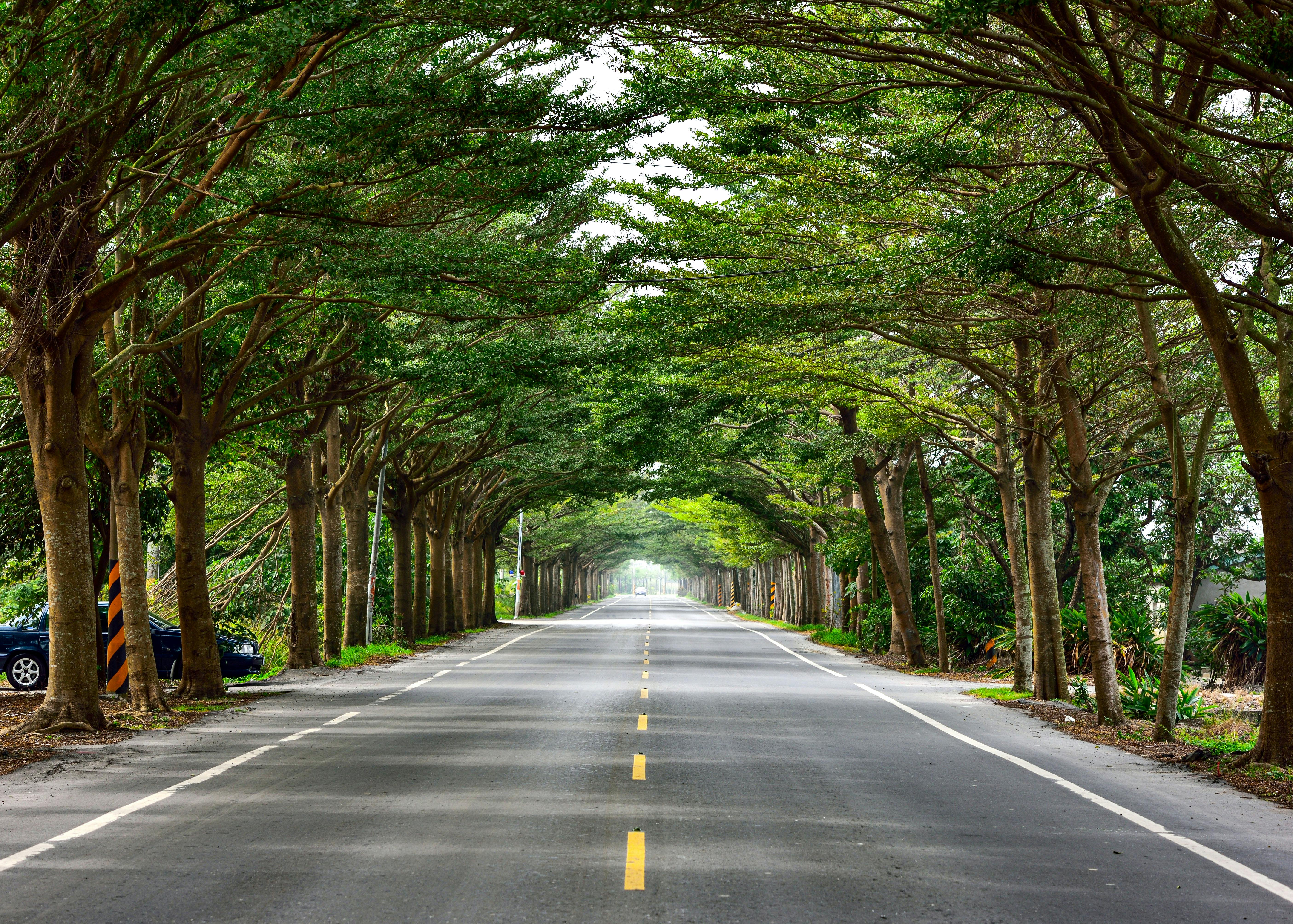 Road among Trees in Summer · Free Stock Photo
