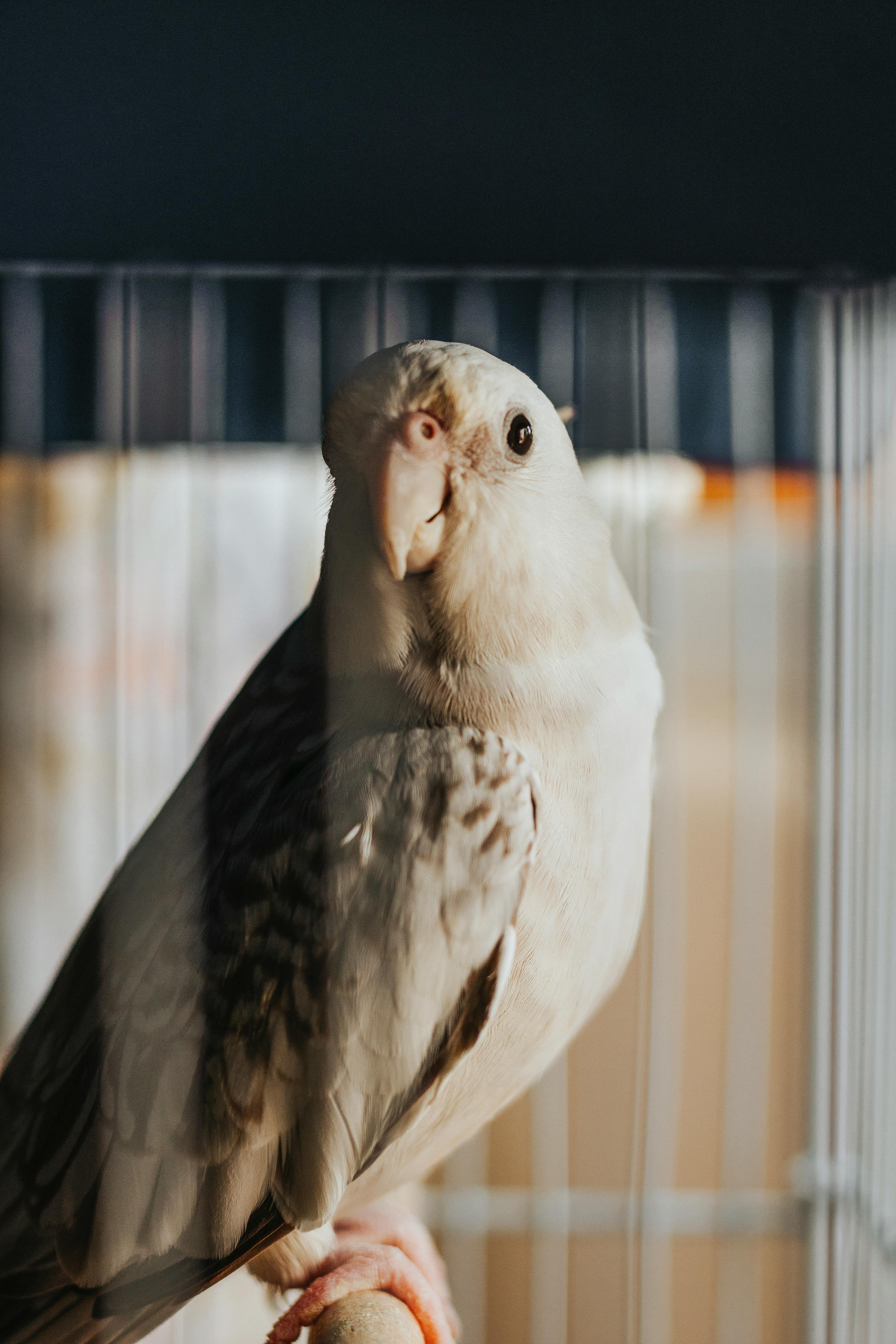 Crow Cage Photos, Download The BEST Free Crow Cage Stock Photos & HD Images