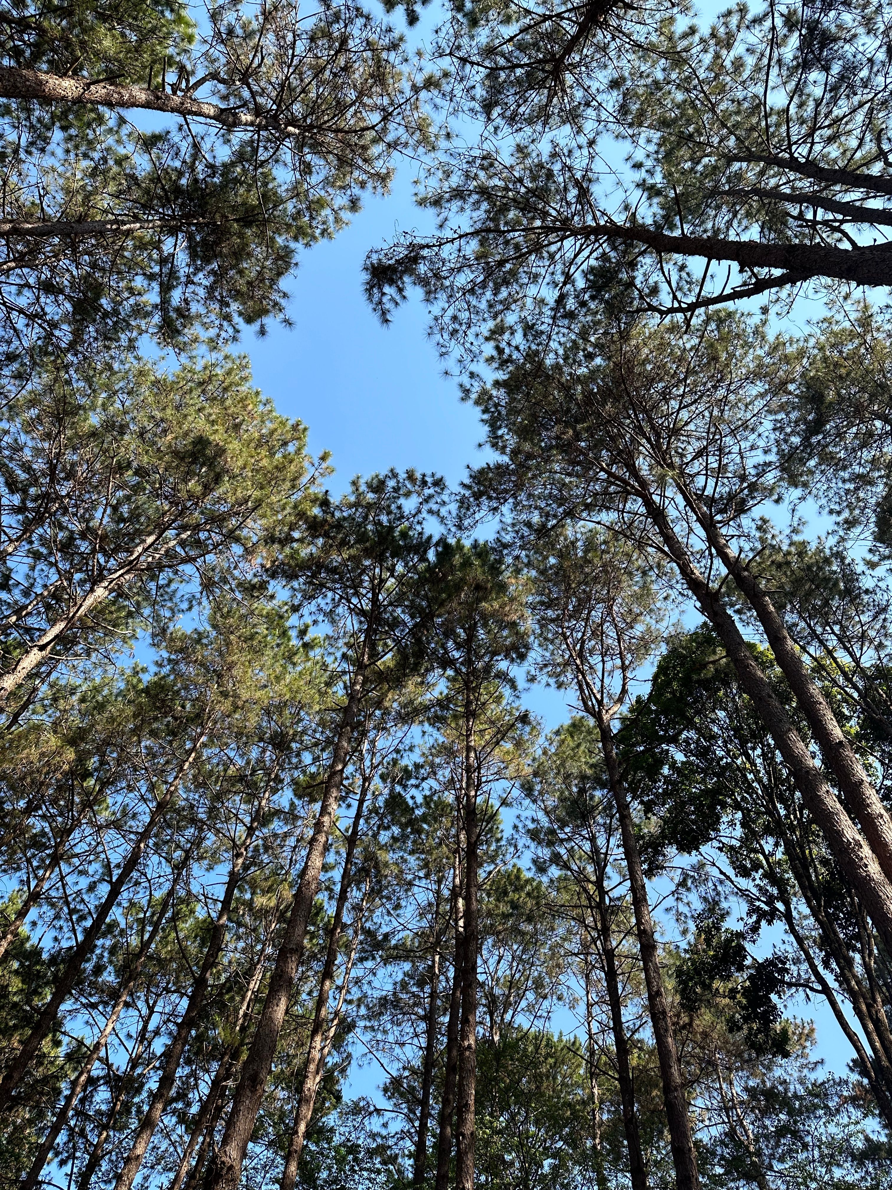 Low Angel Photography of a Tree during Day Time · Free Stock Photo