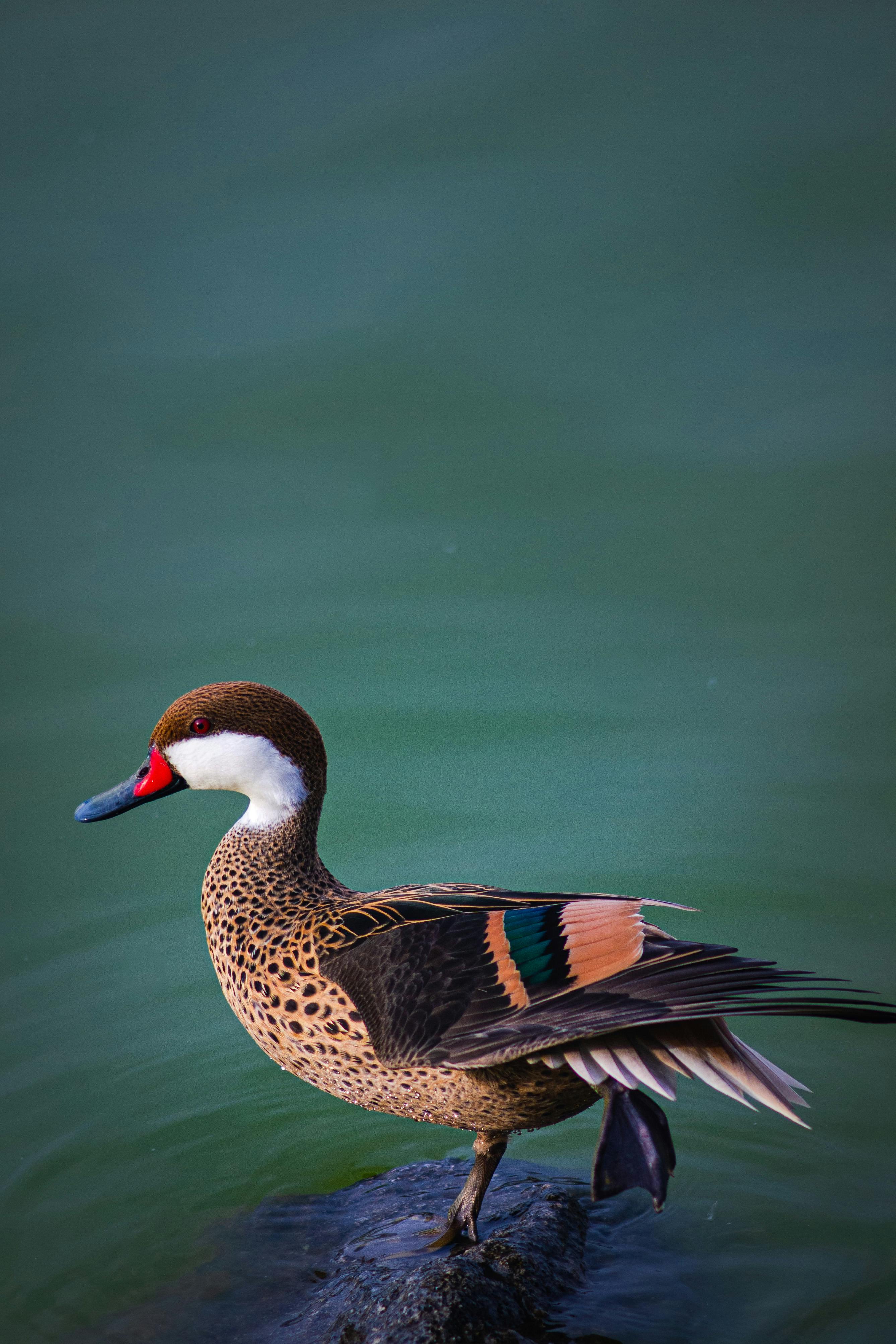 Close-up of a White-Cheeked Pintail Duck · Free Stock Photo