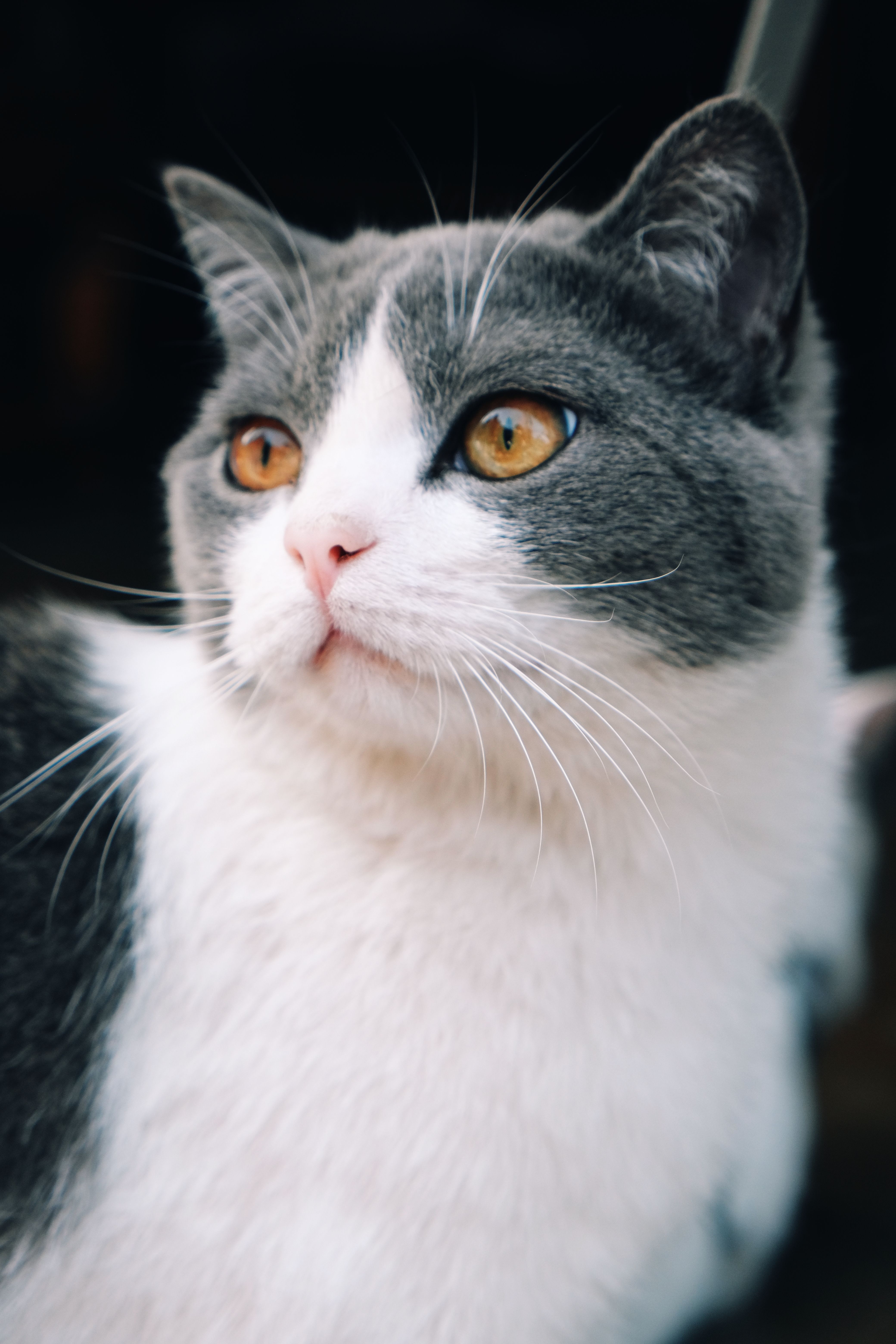 Selective Focus Photography Of White Cat · Free Stock Photo
