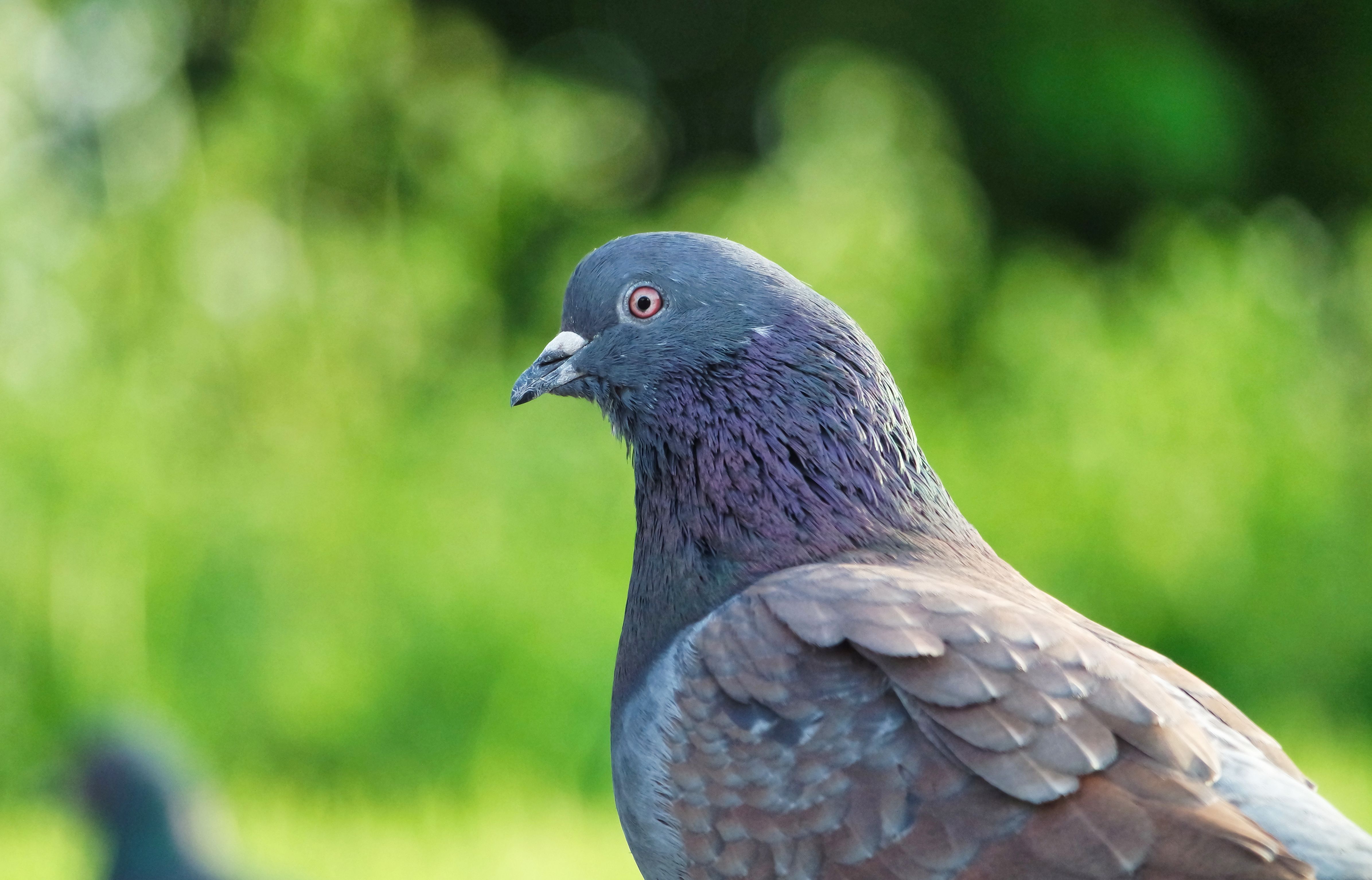 Close-up of Pigeon · Free Stock Photo