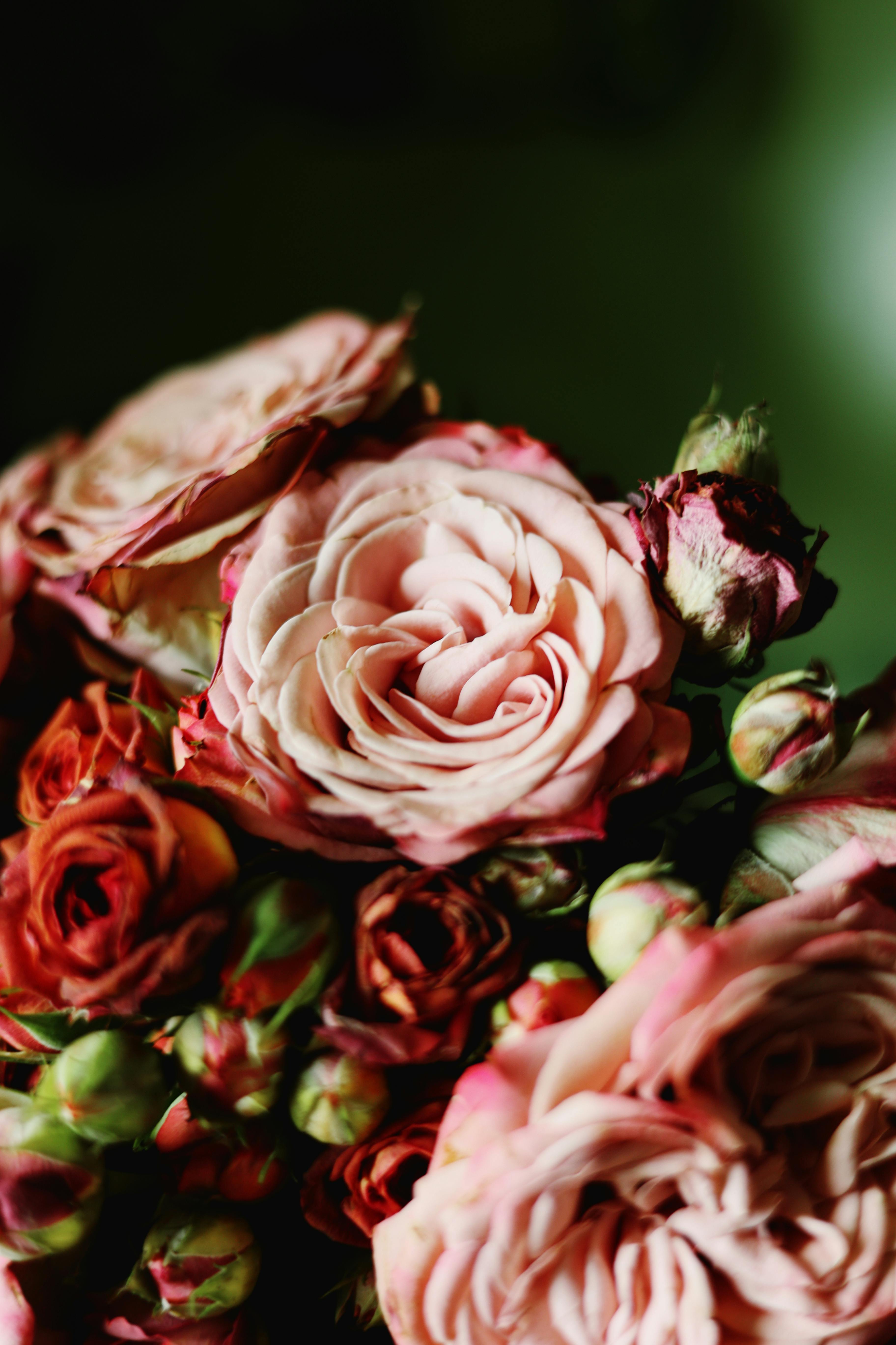 Arrangement of Pink Roses · Free Stock Photo