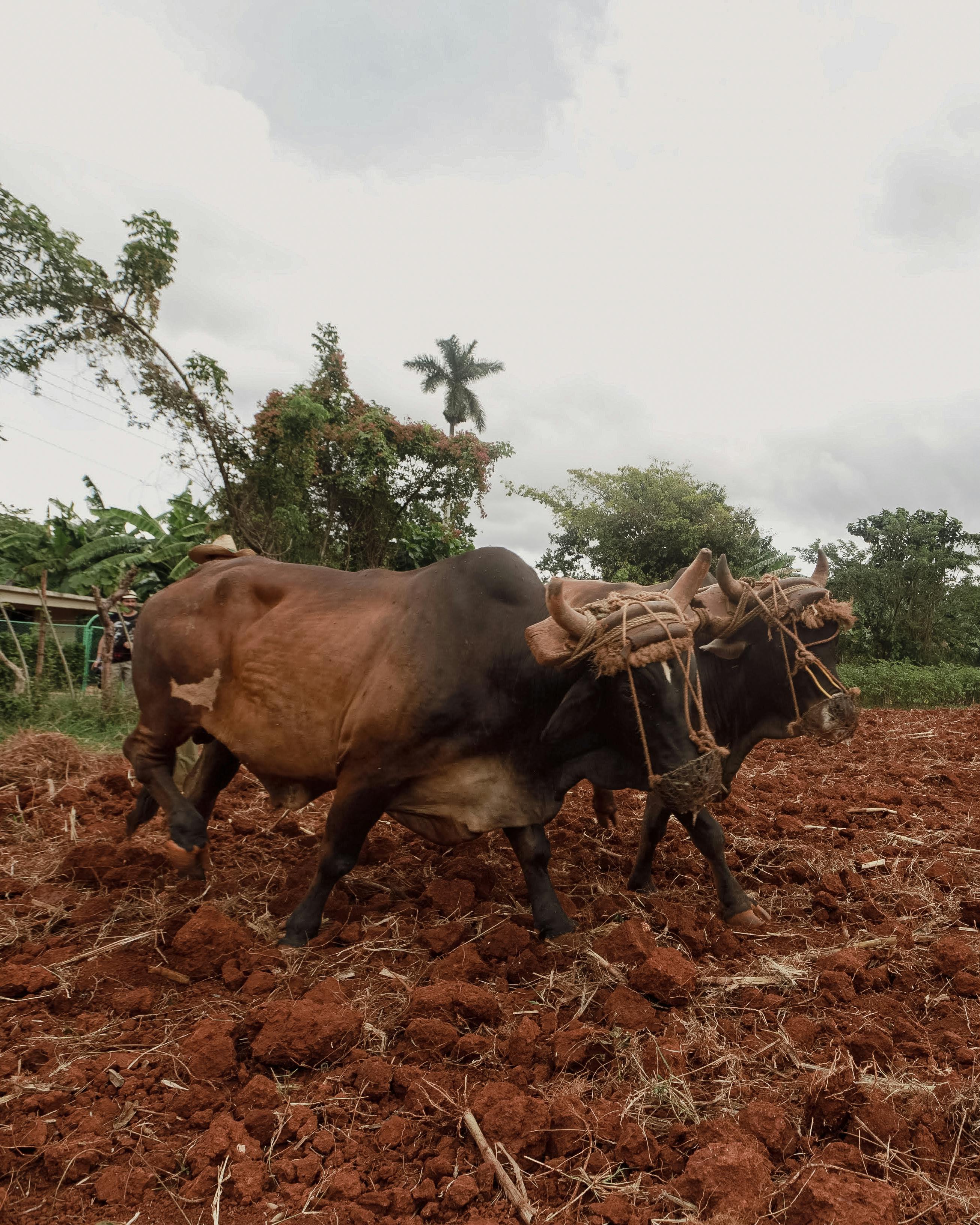 Soil Vibration Photos, Download The BEST Free Soil Vibration Stock ...