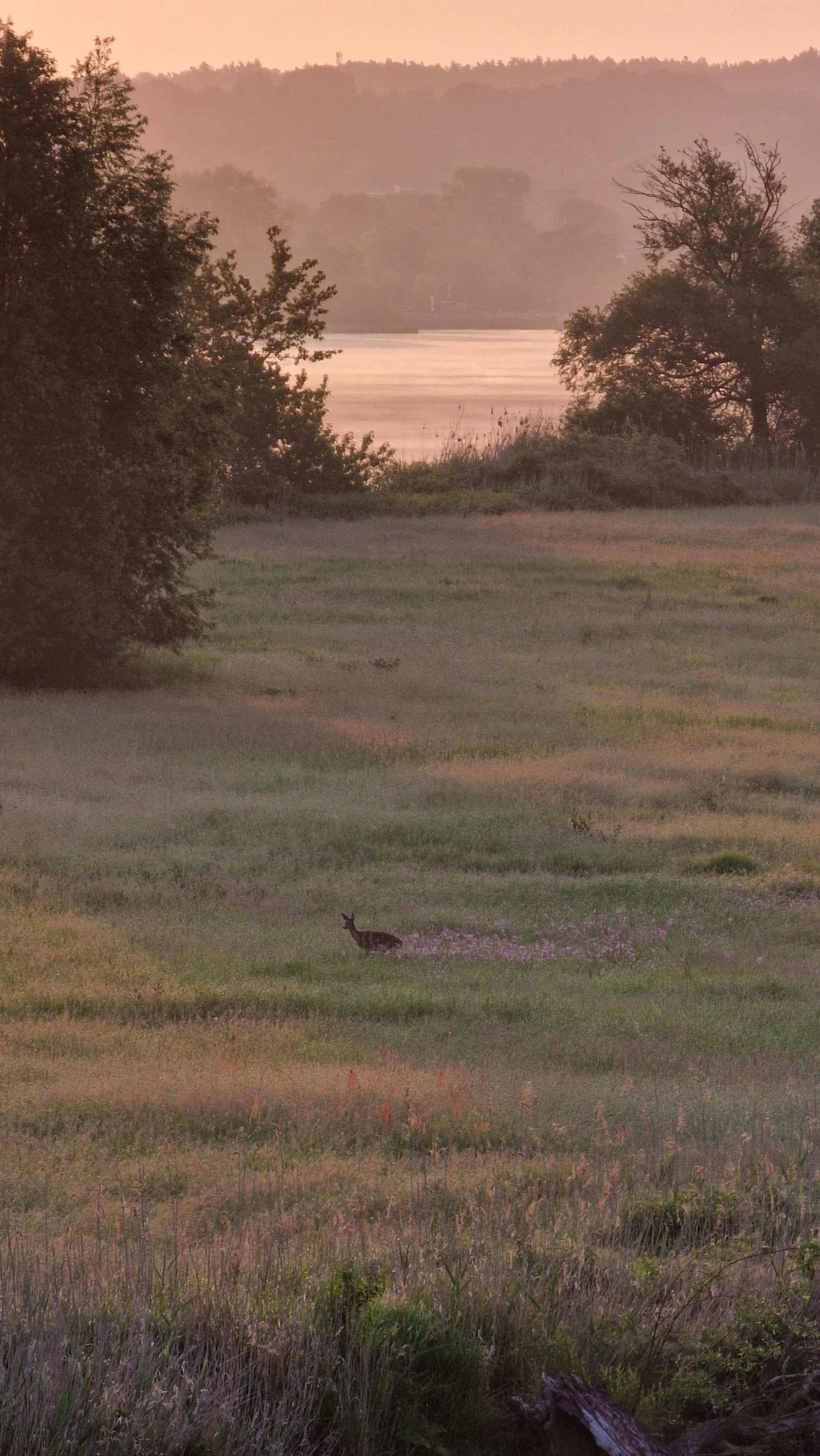Deer Standing on Spring Meadow at Dusk · Free Stock Photo