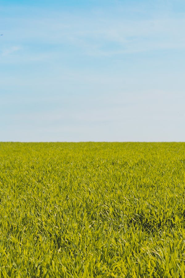 Grassy Field Photos, Download The BEST Free Grassy Field Stock Photos ...