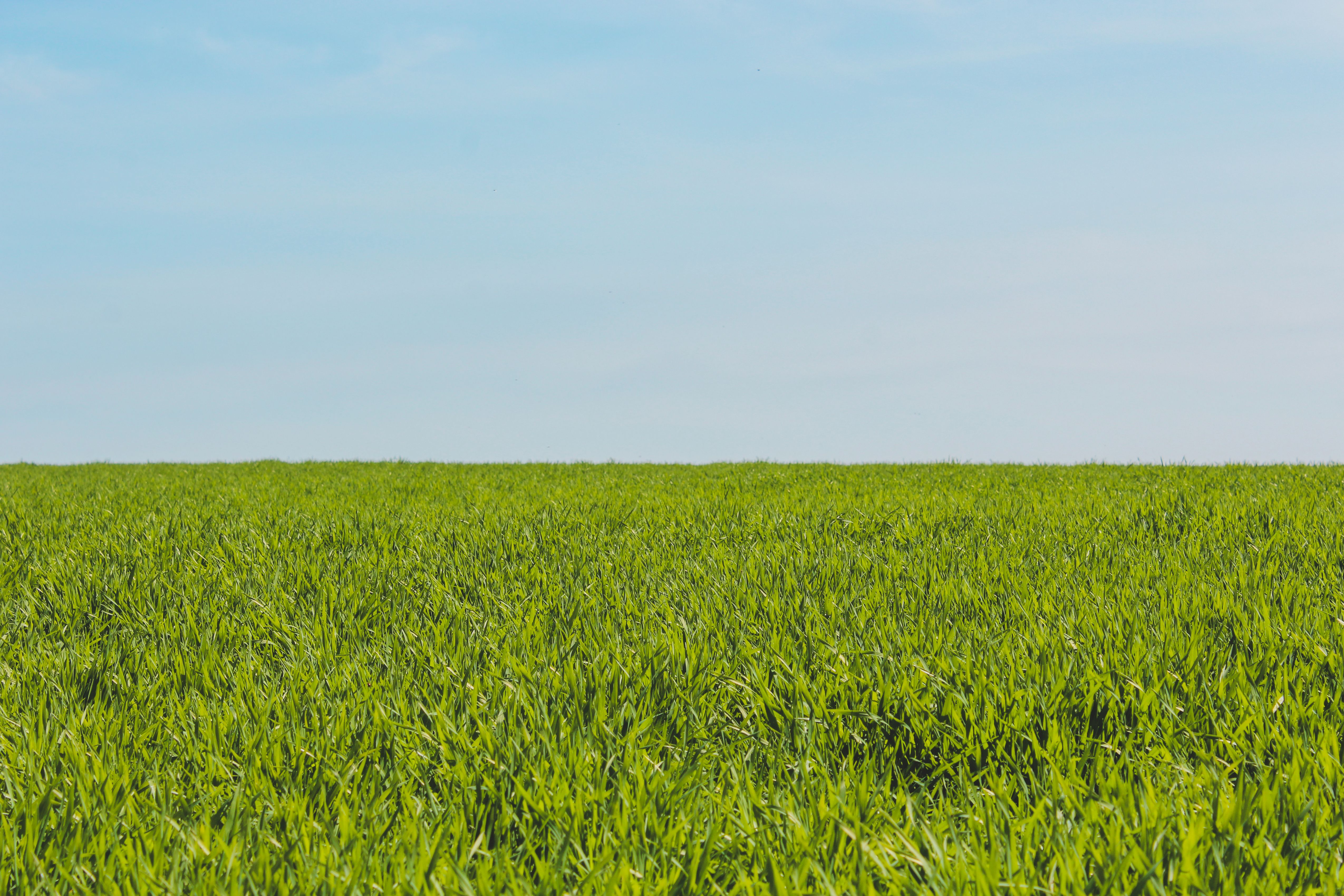 Open Swath of Grassy Land · Free Stock Photo
