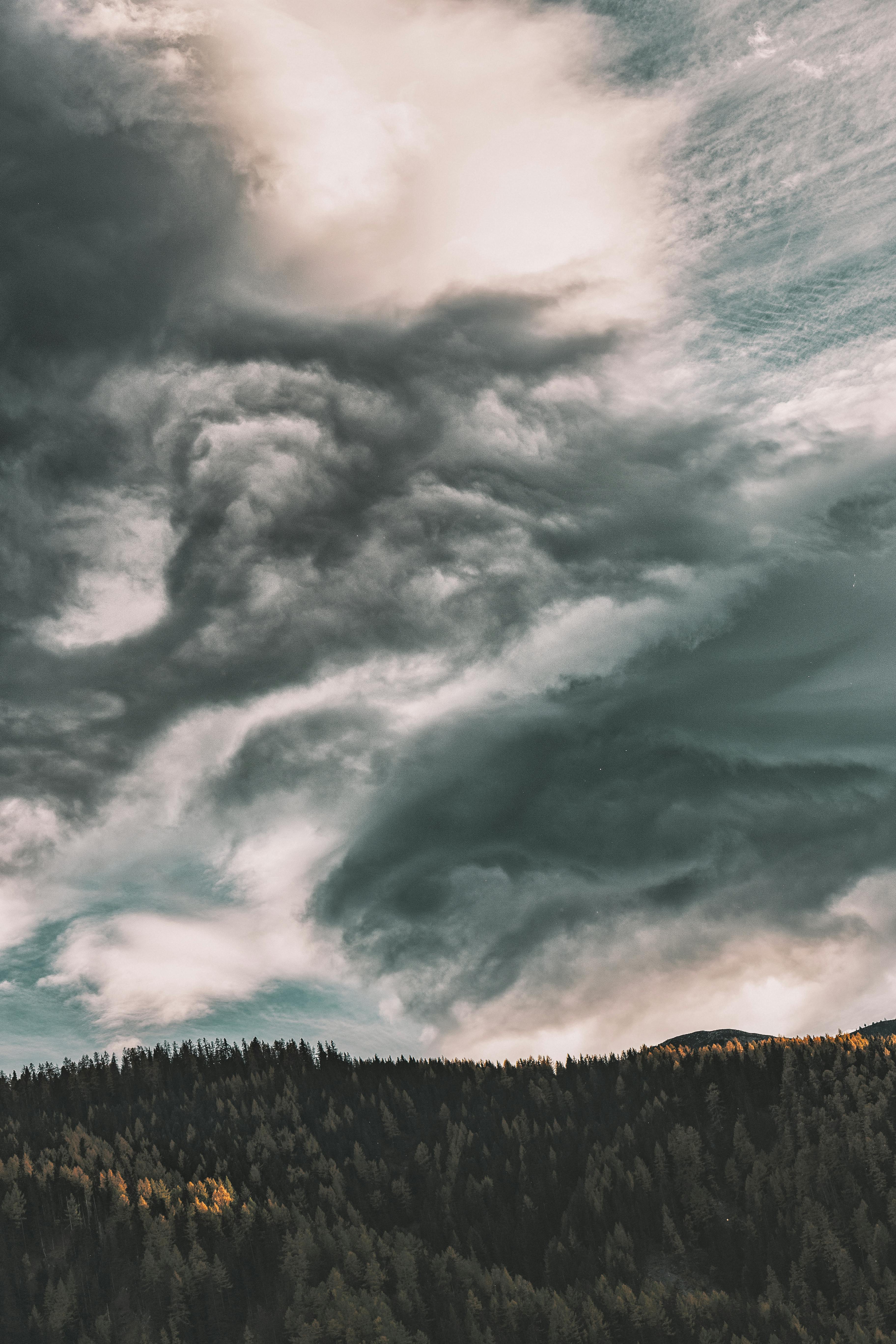 Forest Under Cloudy Sky · Free Stock Photo