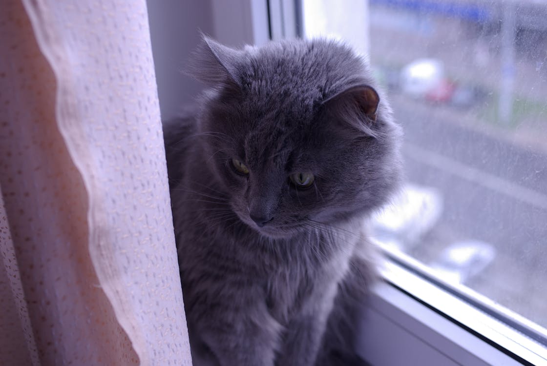 Free Stock Photo Of Cat Cat Face Pet free-stock-photo-of-cat-cat-face-pet
