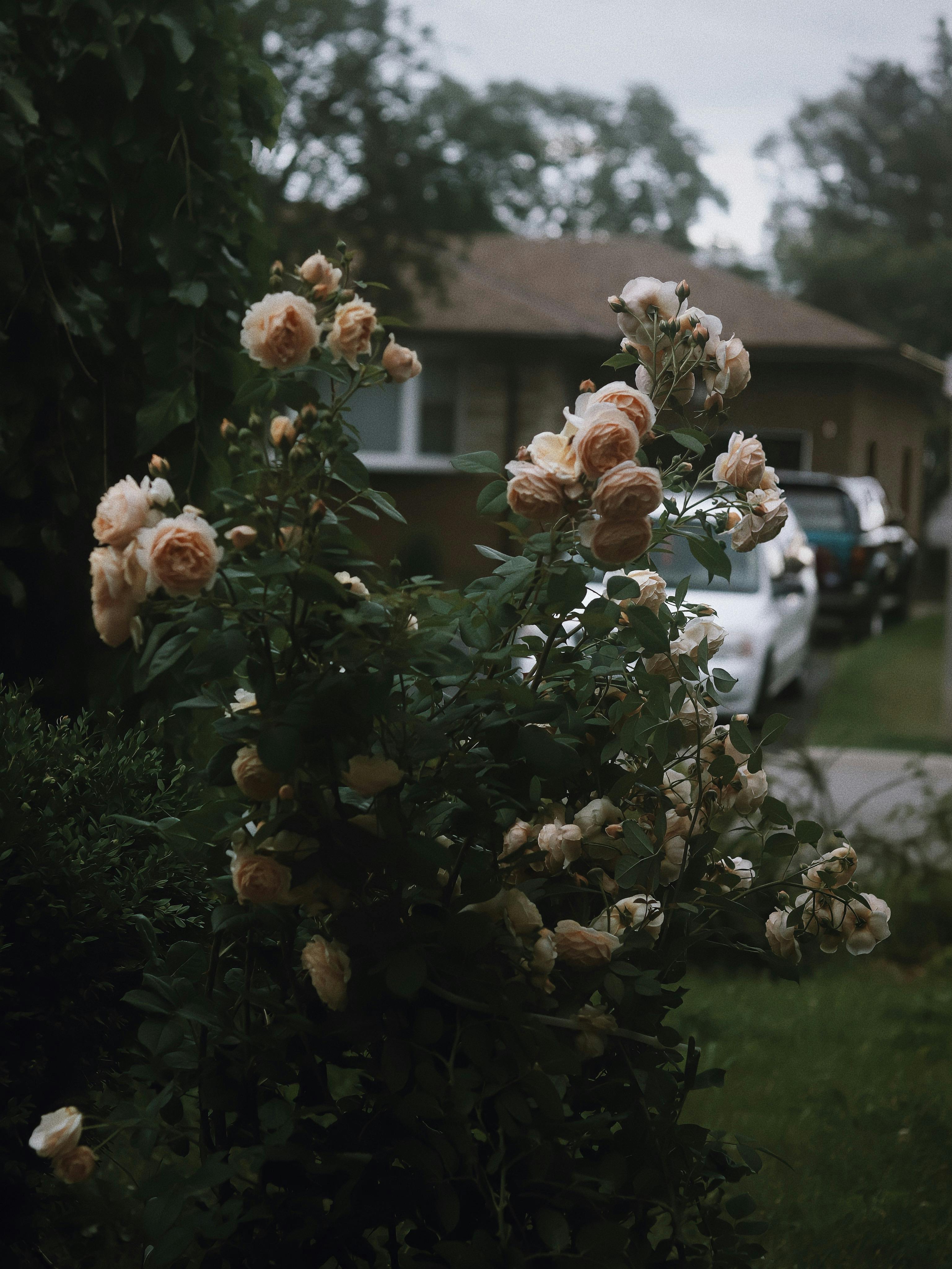 Tree Branch Alpha Photos, Download The BEST Free Tree Branch Alpha ...