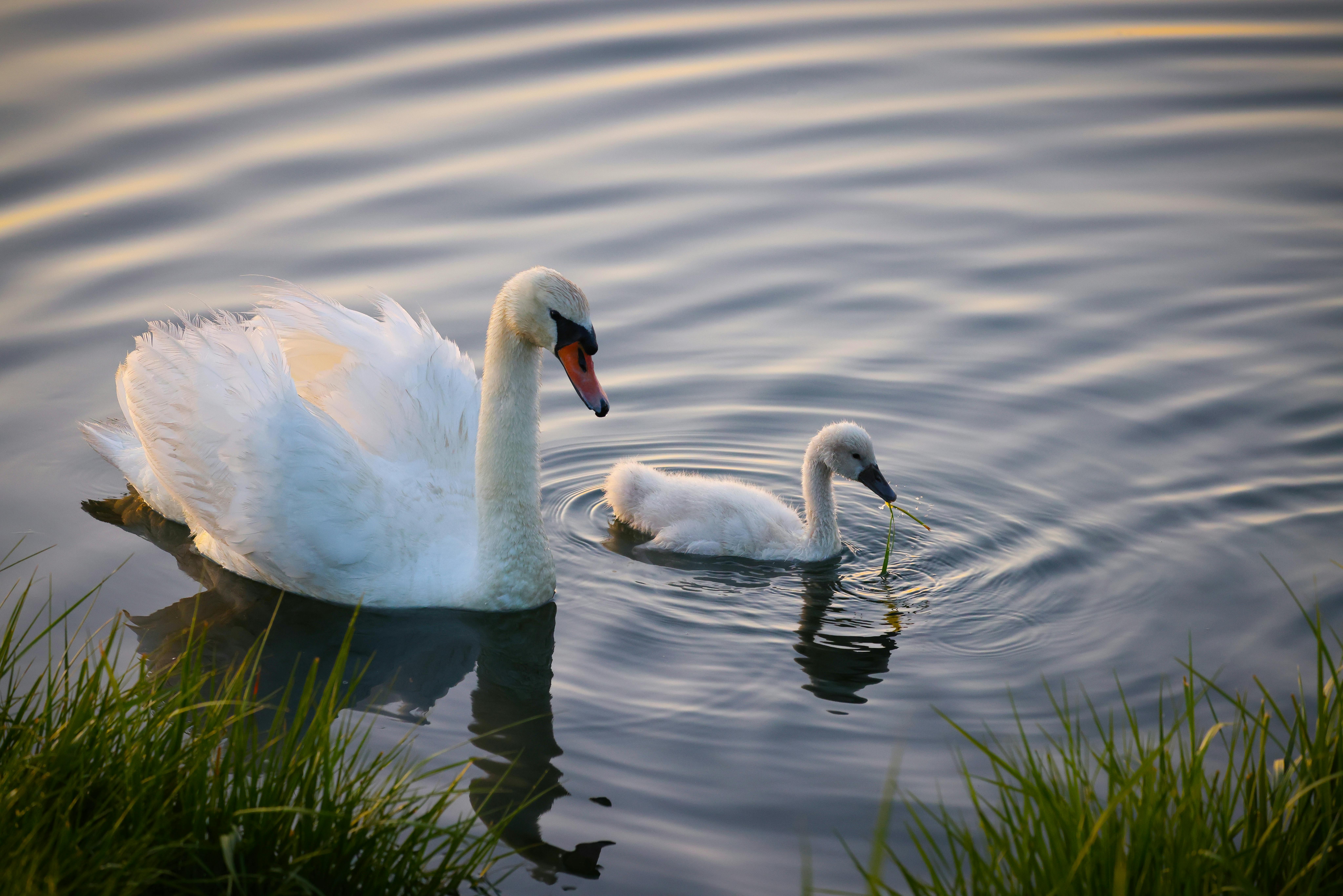 Swan and Cygnet · Free Stock Photo