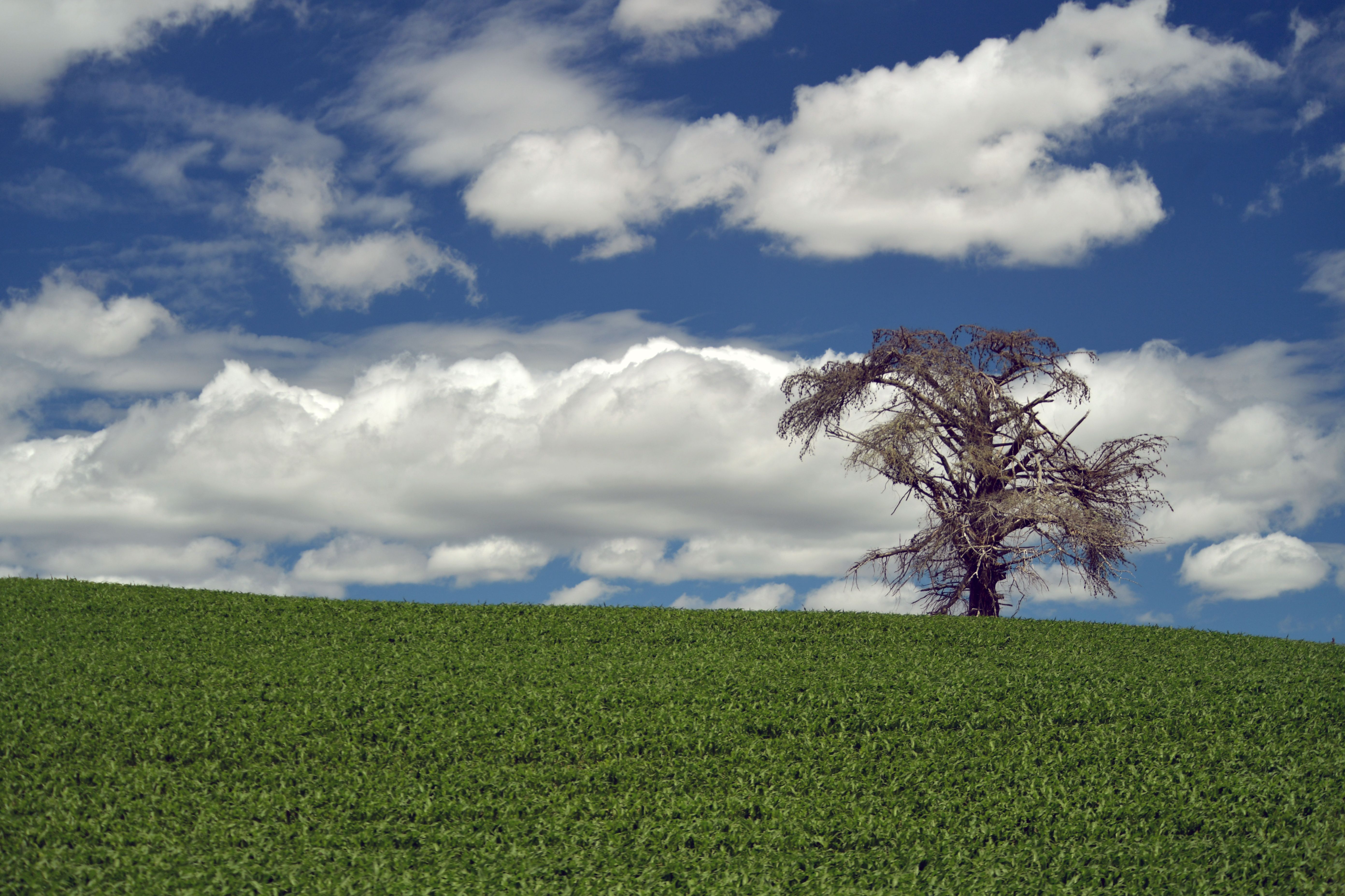 Single Tree on Grassland · Free Stock Photo