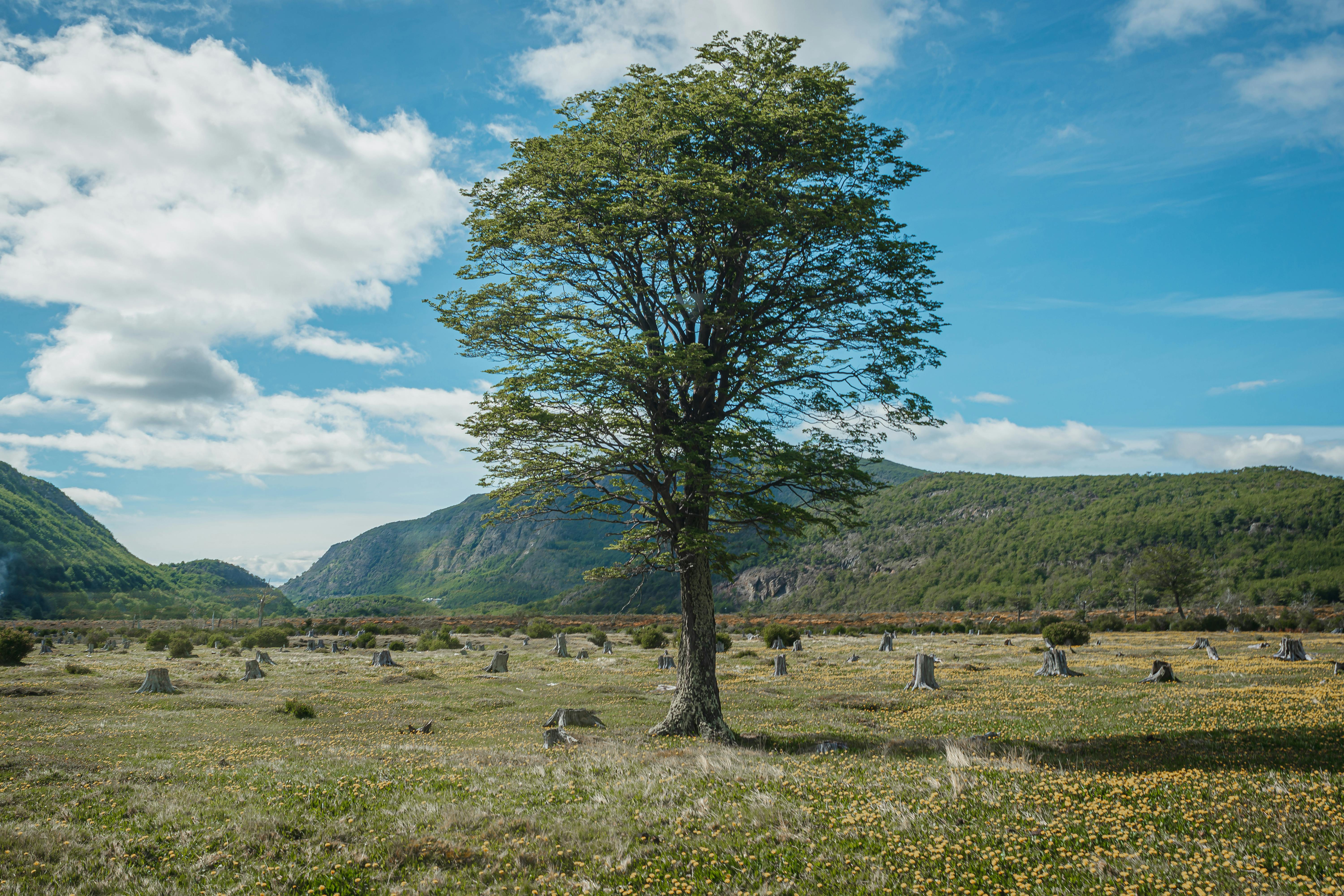 Tree in Field of Tree Stumps · Free Stock Photo