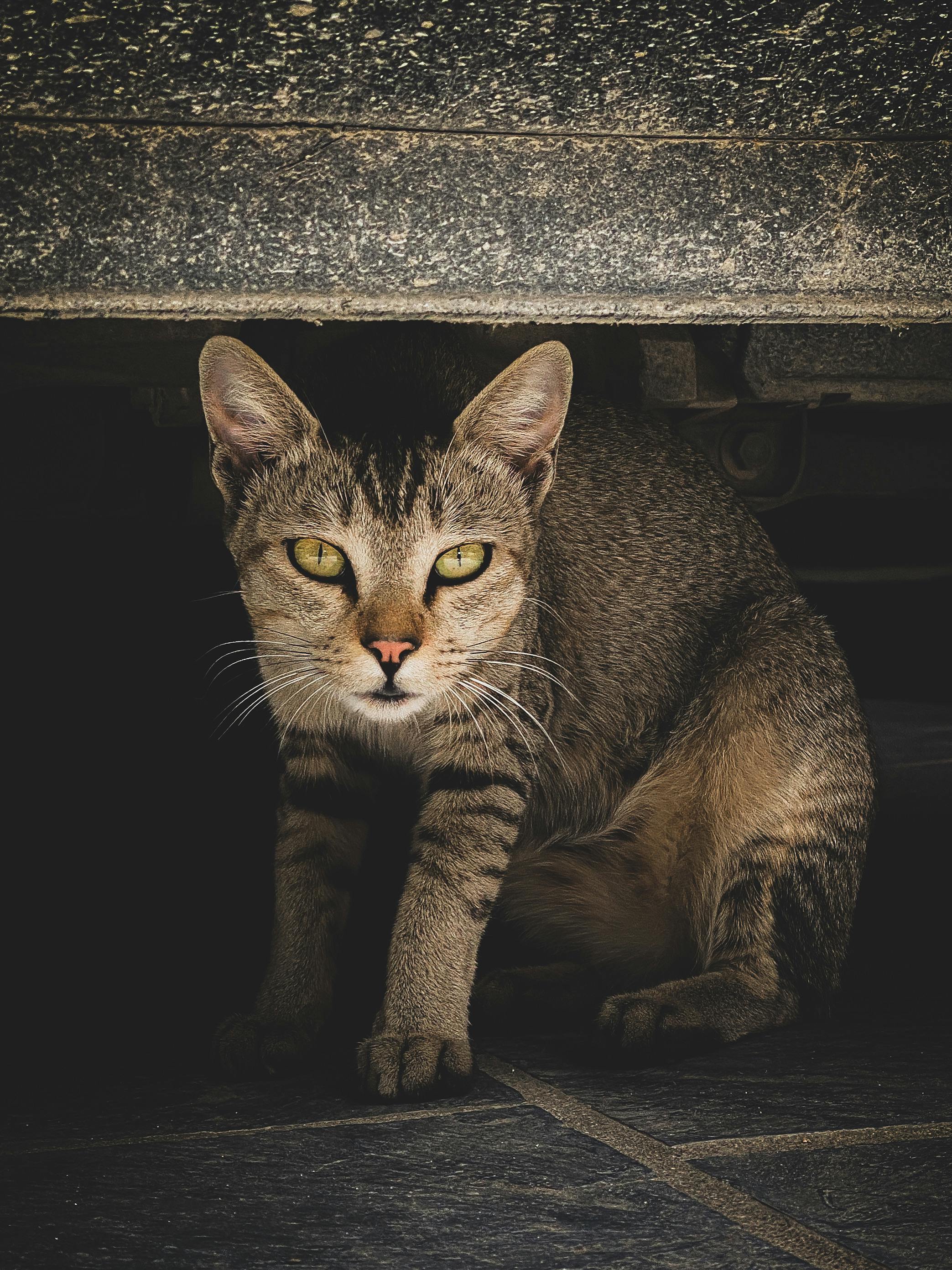 Cat Sitting Under a Construction Sign · Free Stock Photo