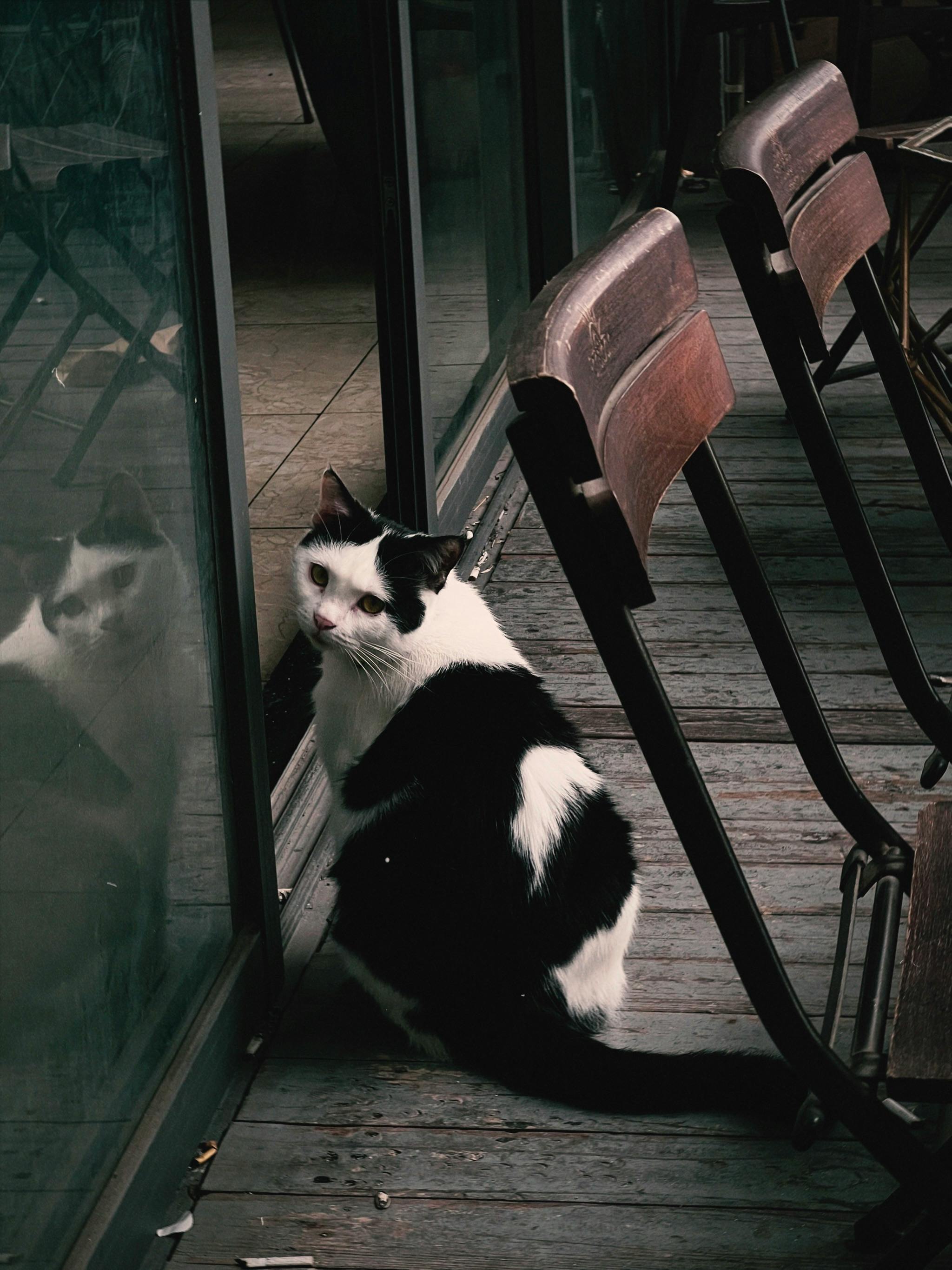 Cat With Spots Photos, Download The BEST Free Cat With Spots Stock ...