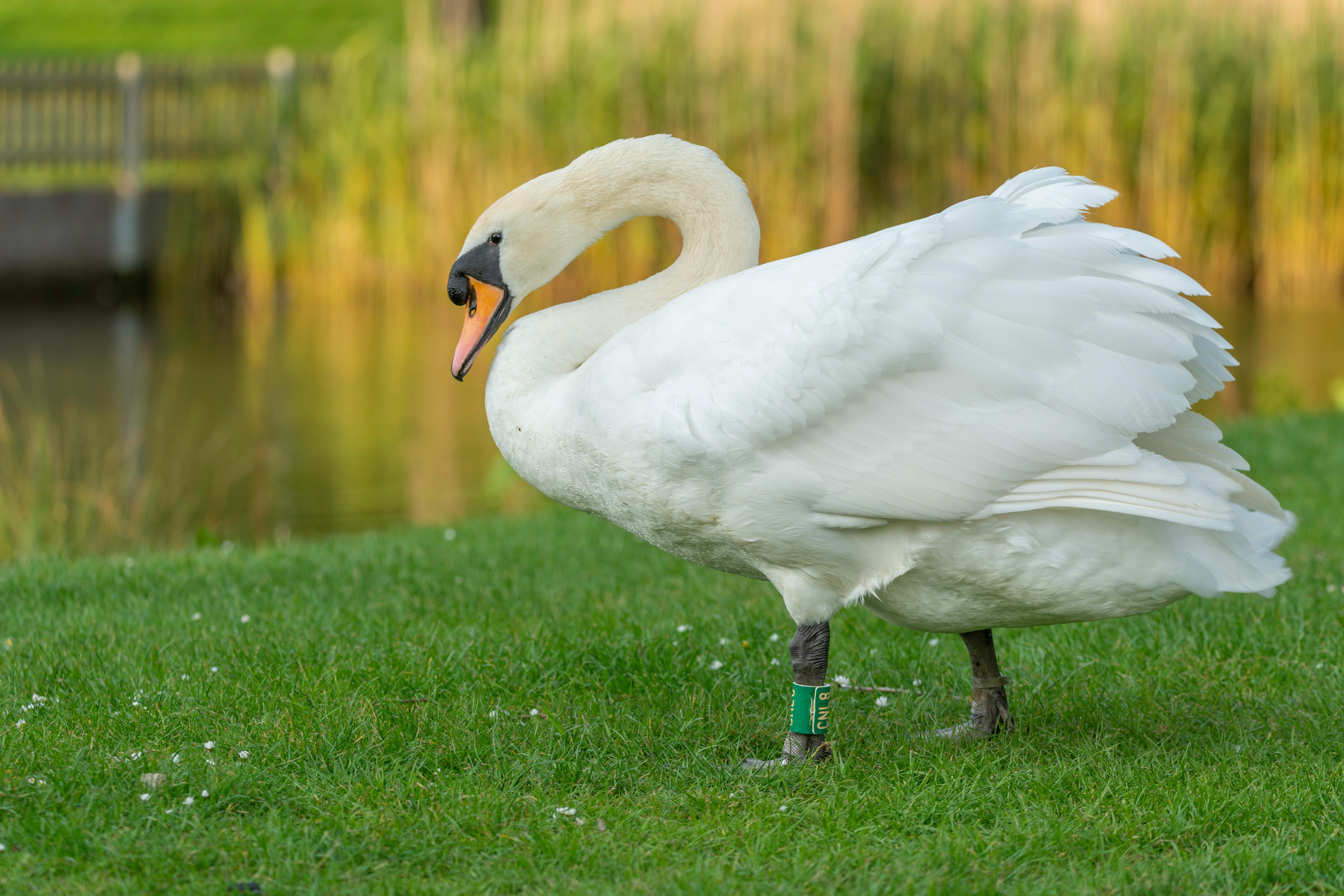 Swan on Grass · Free Stock Photo