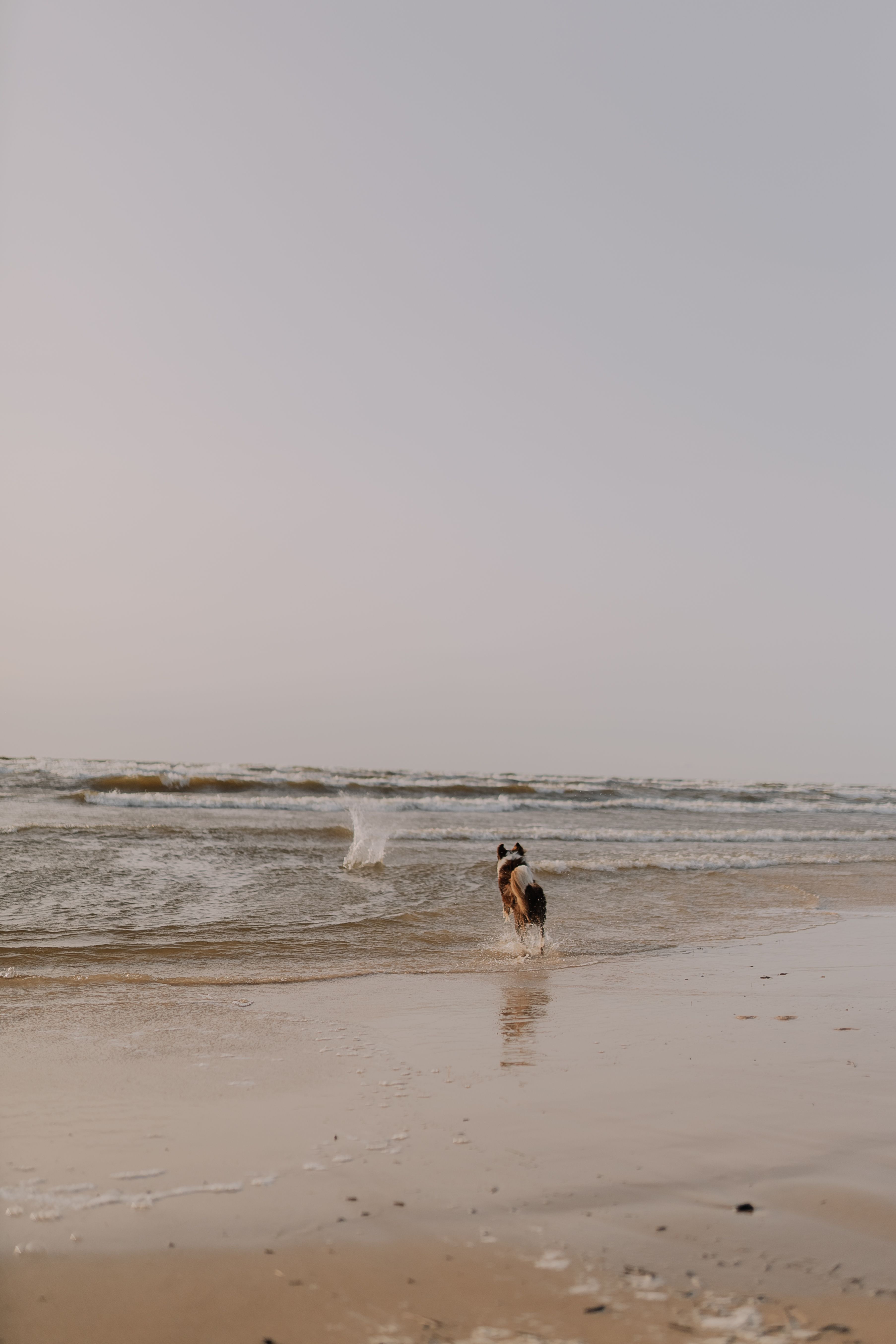 Dog near Waves on Sea Shore · Free Stock Photo