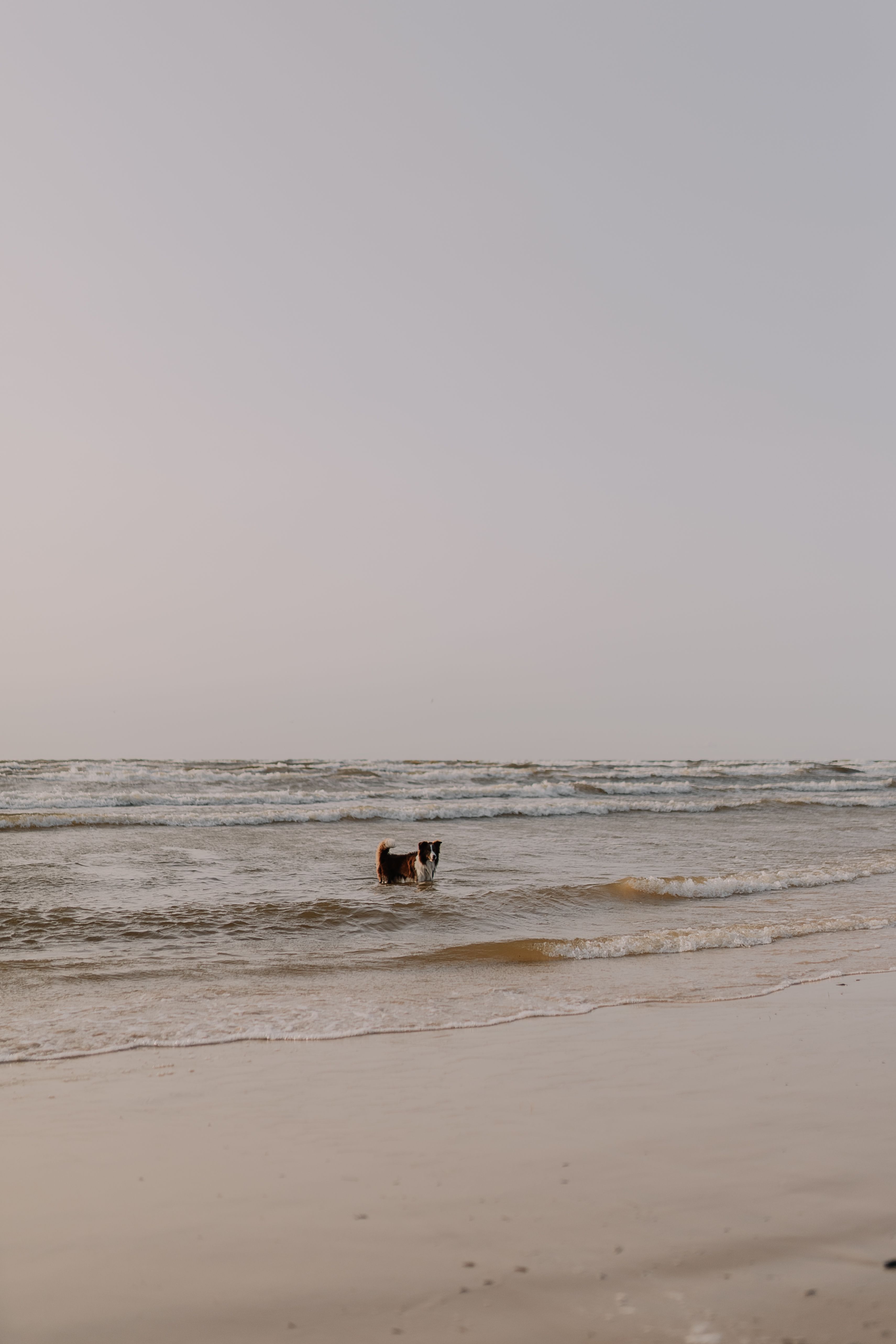 Dog on Sea Shore with Waves · Free Stock Photo