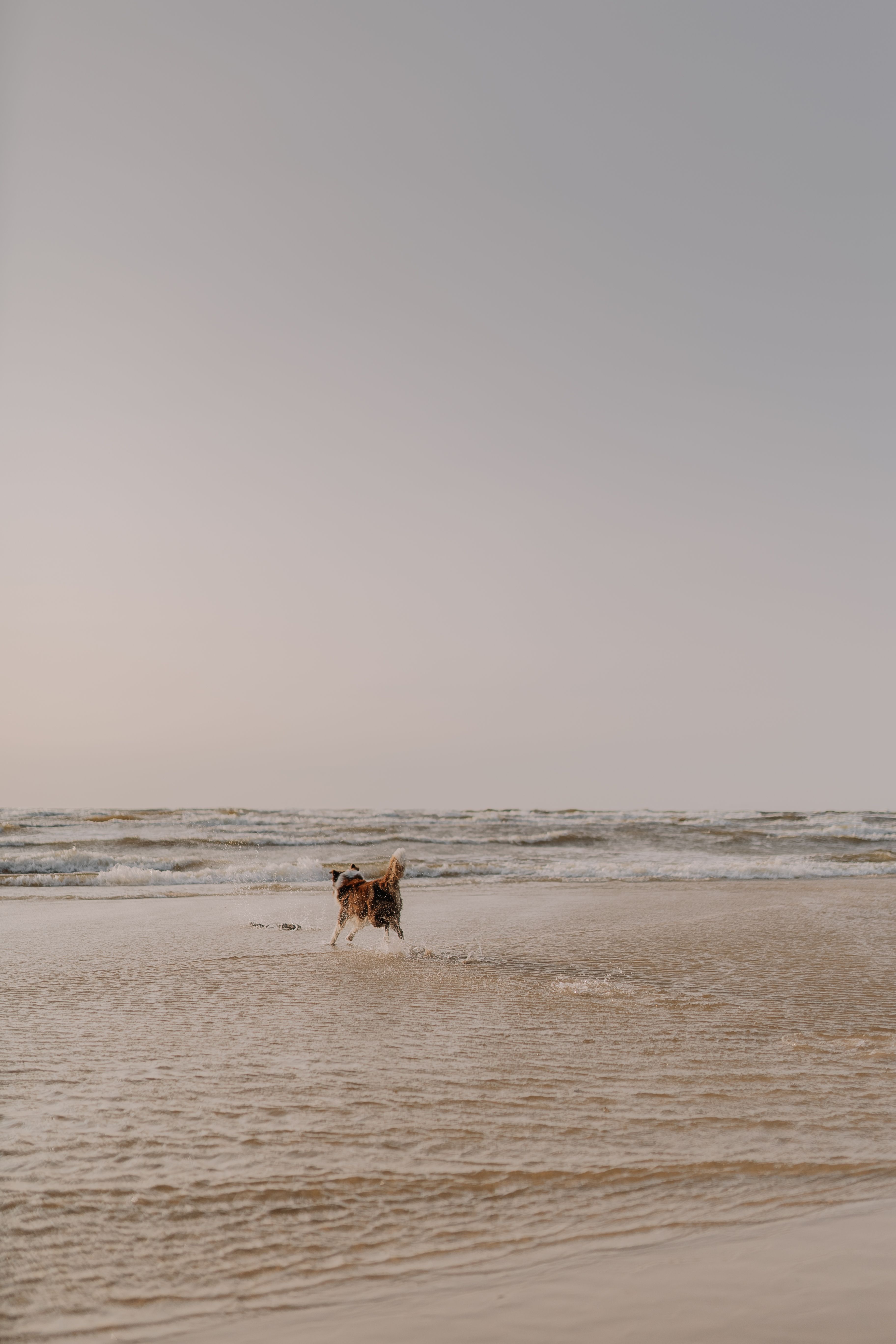 Dog on Sea Shore · Free Stock Photo