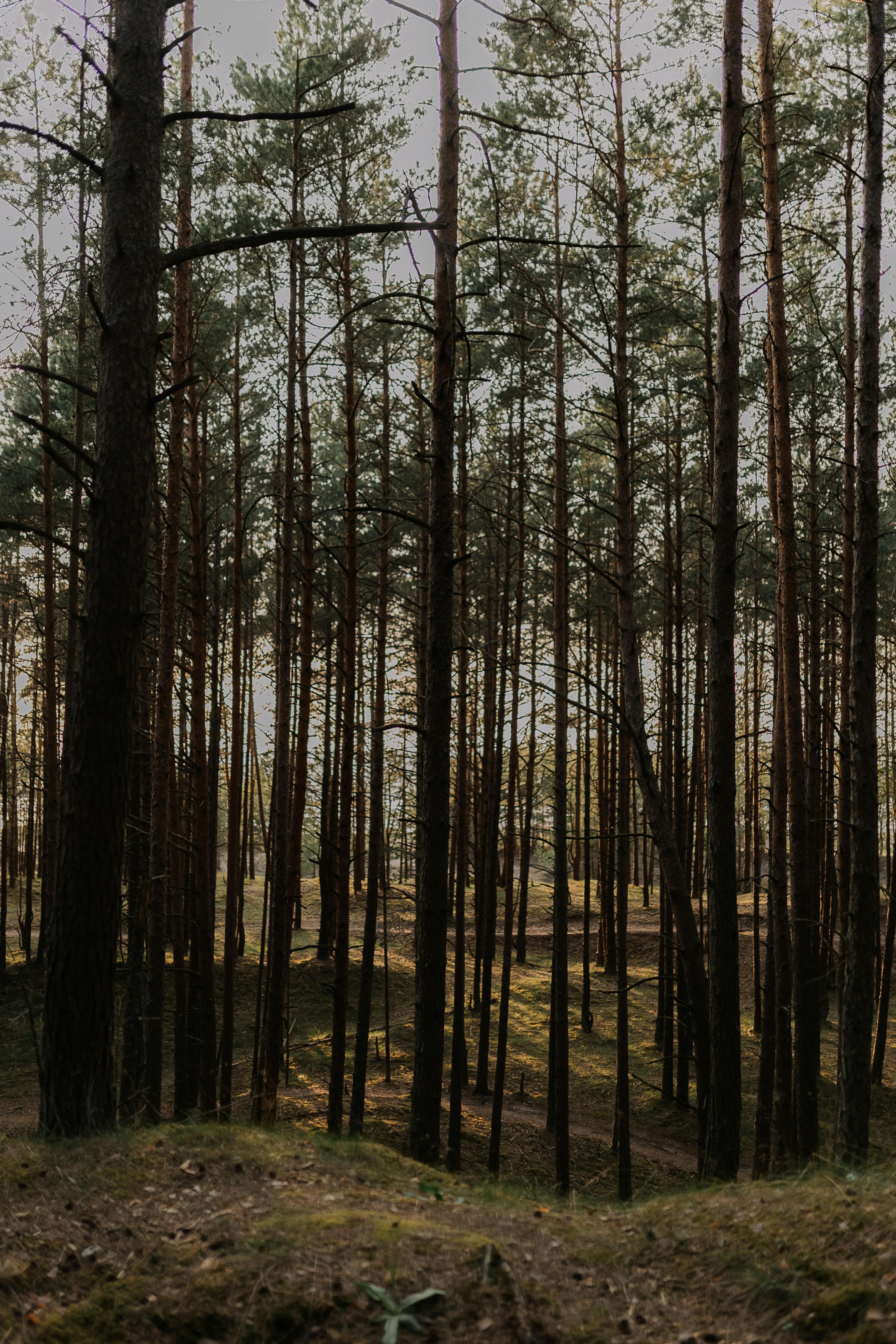Tall Trees in a Forest · Free Stock Photo