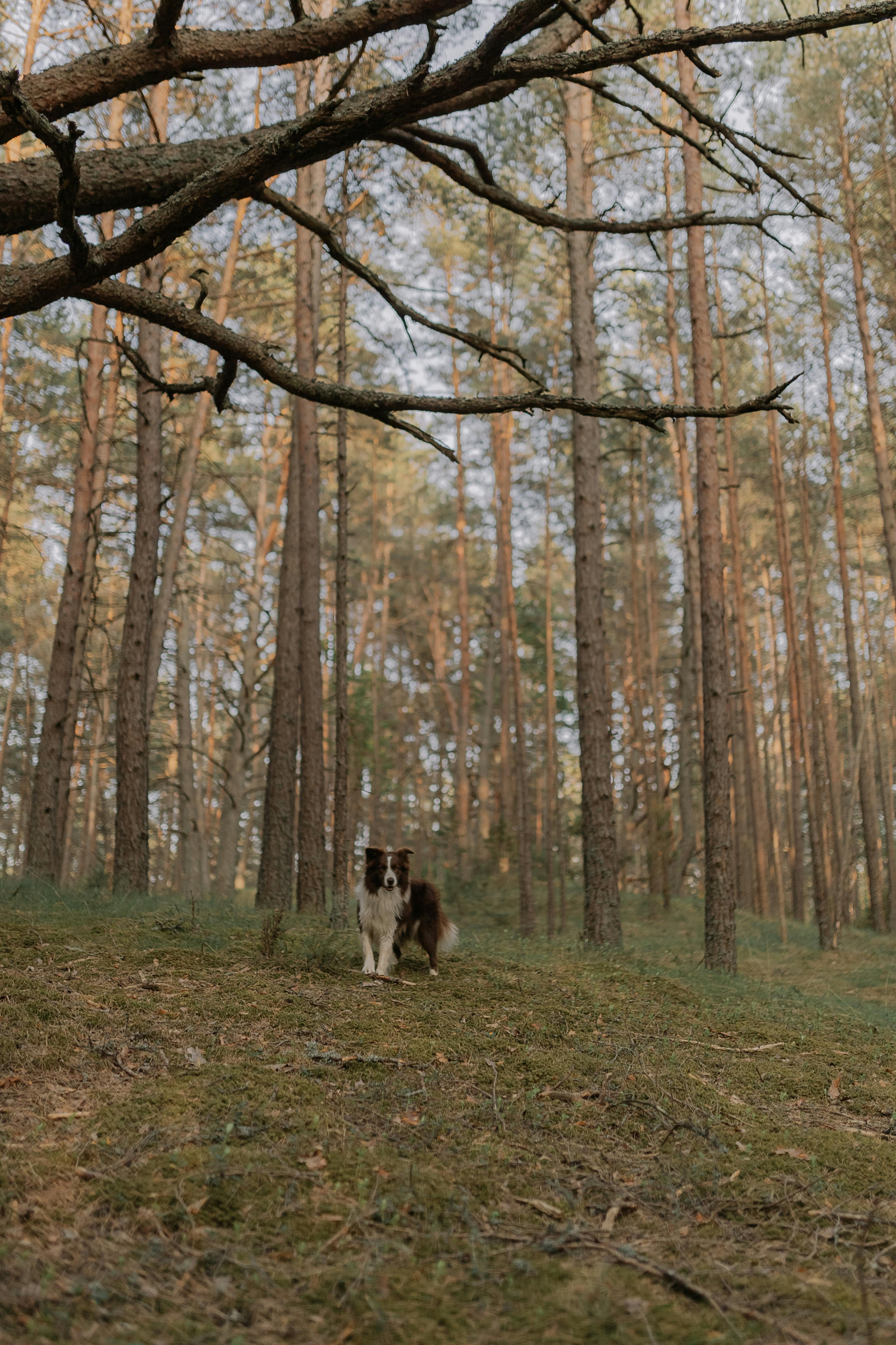 Dog in a Forest · Free Stock Photo