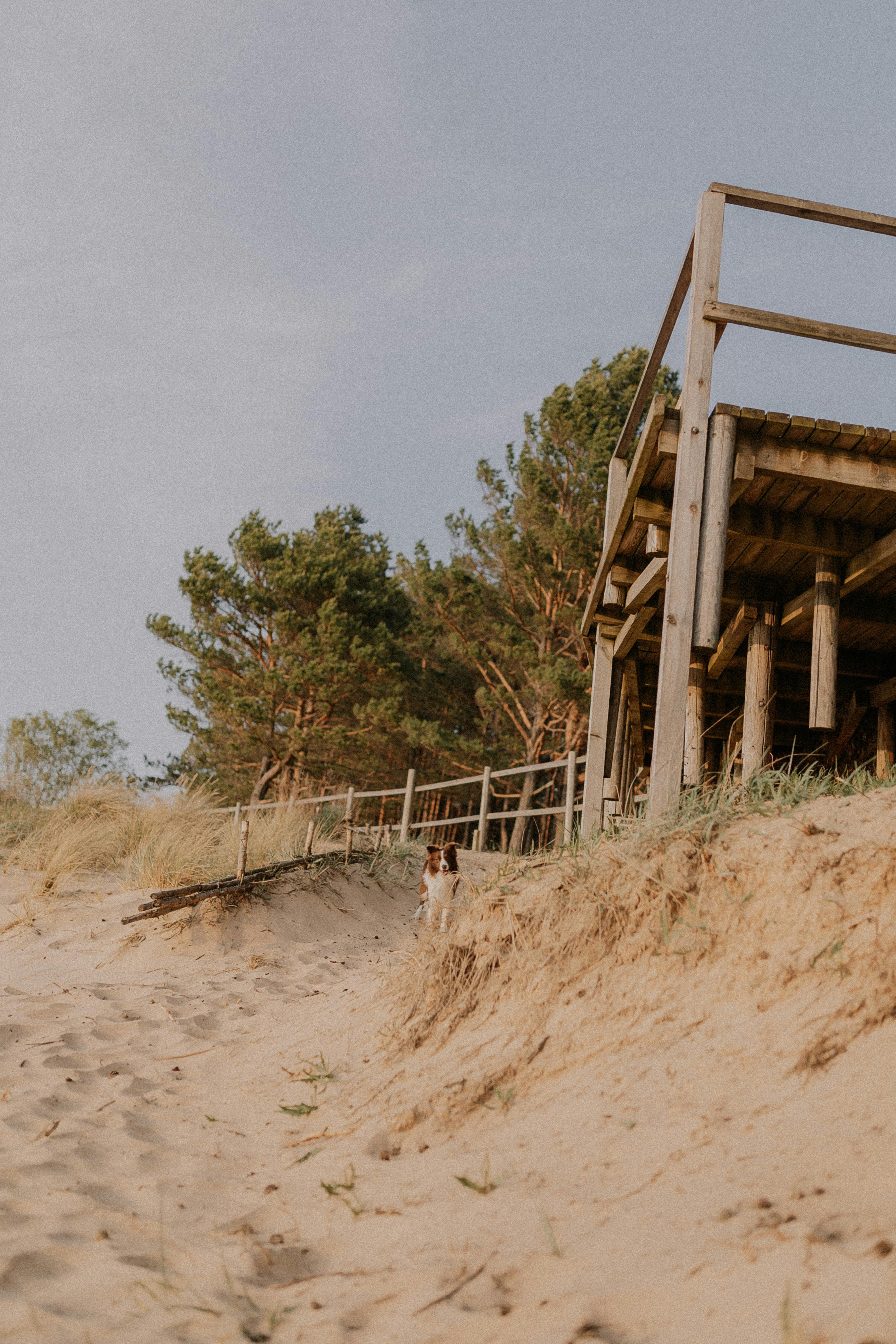 Dog near Trees on Beach · Free Stock Photo