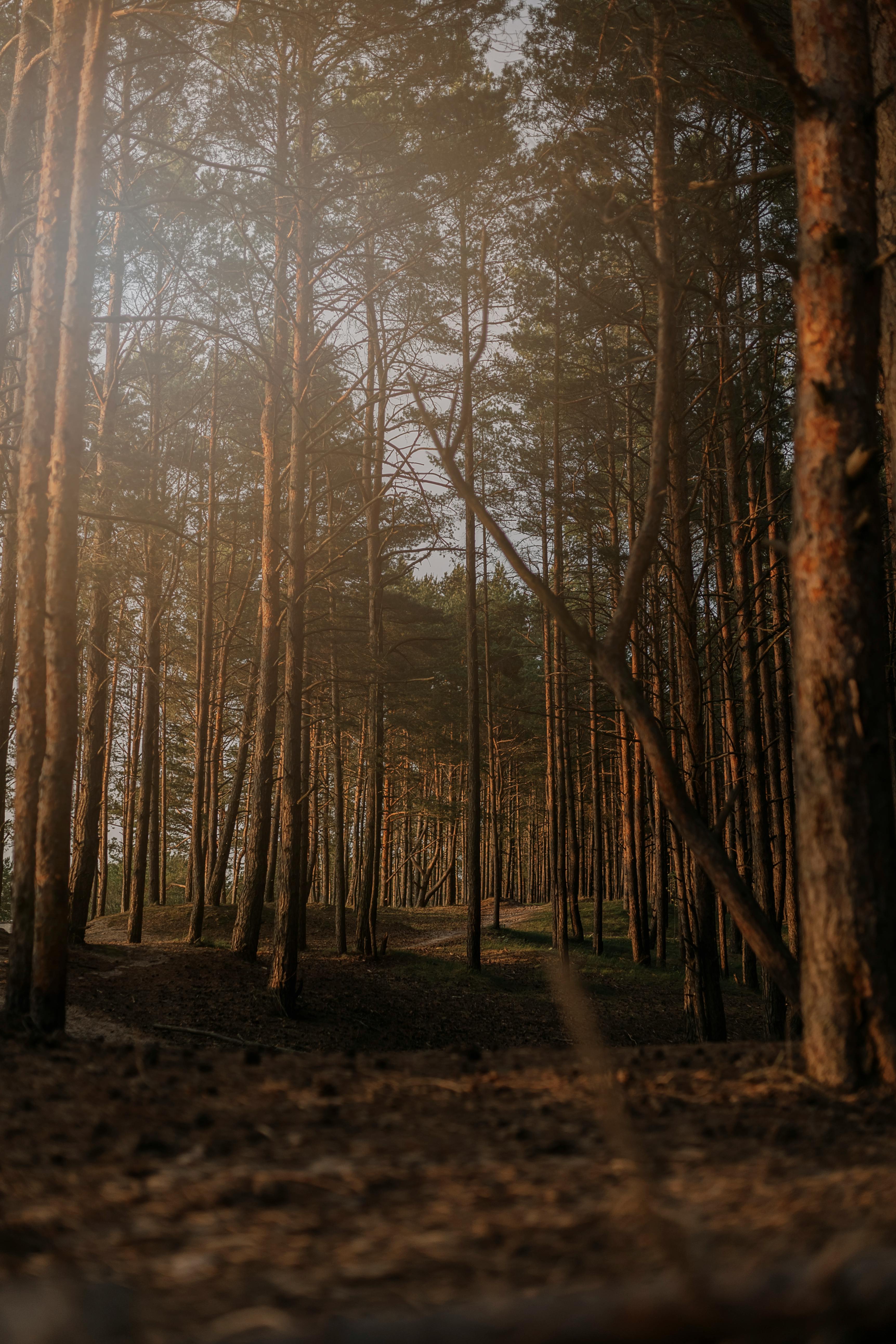 Sunlight Shining through Trees in Forest · Free Stock Photo