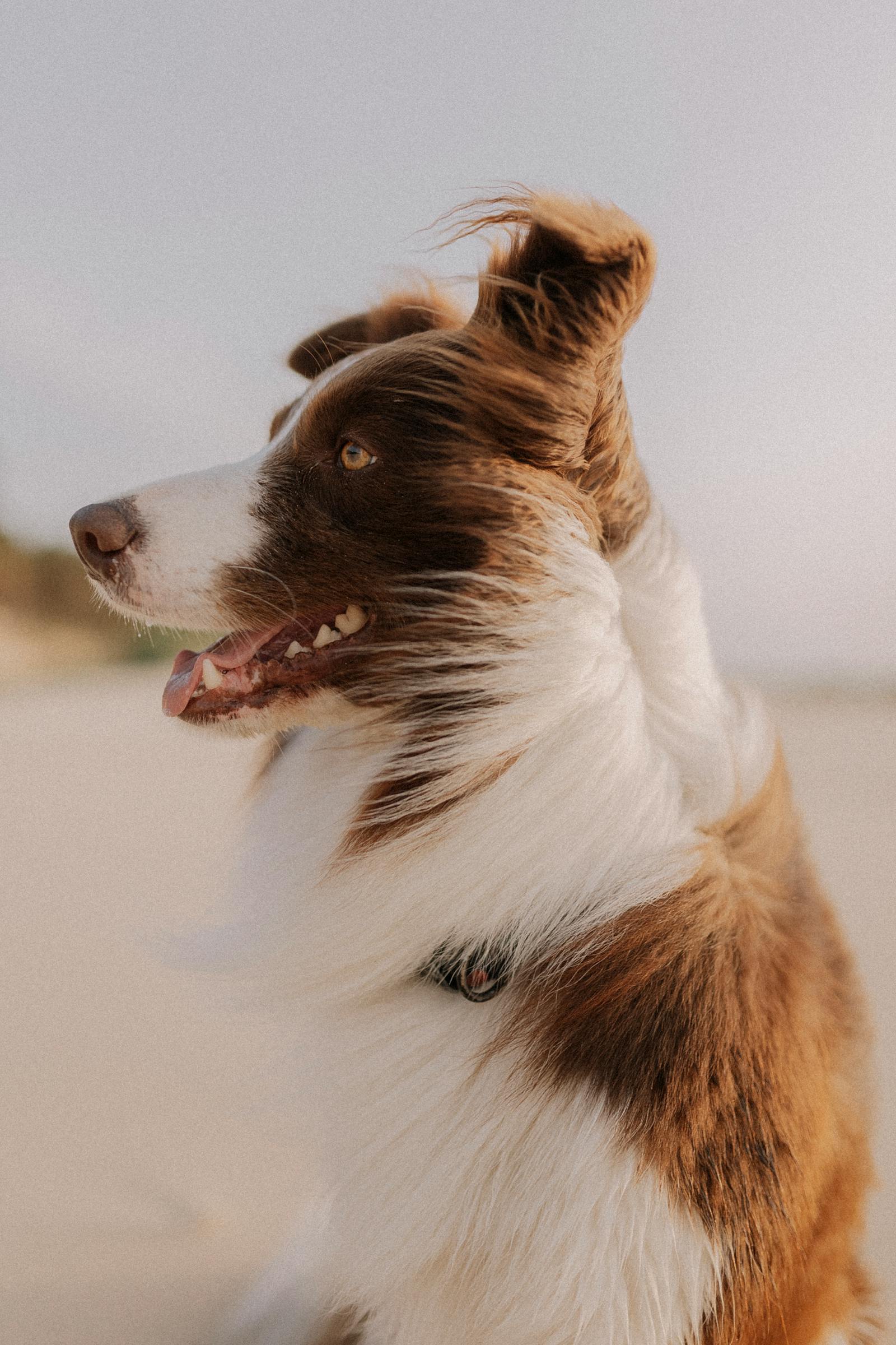 Dog Texture Photos, Download The BEST Free Dog Texture Stock Photos ...