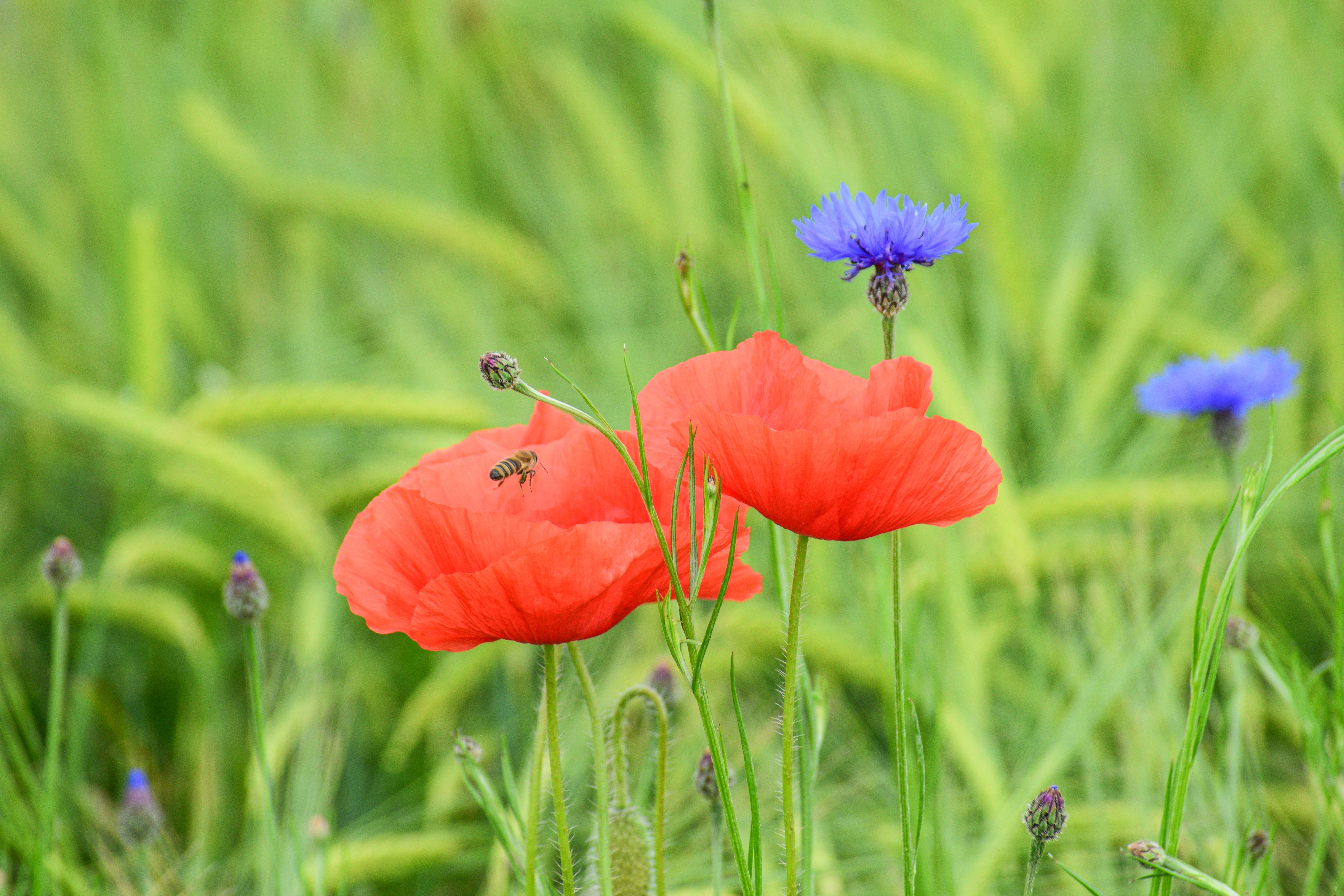 Redhead Girl Wearing a Red Skirt Standing in a Poppy Field · Free Stock ...