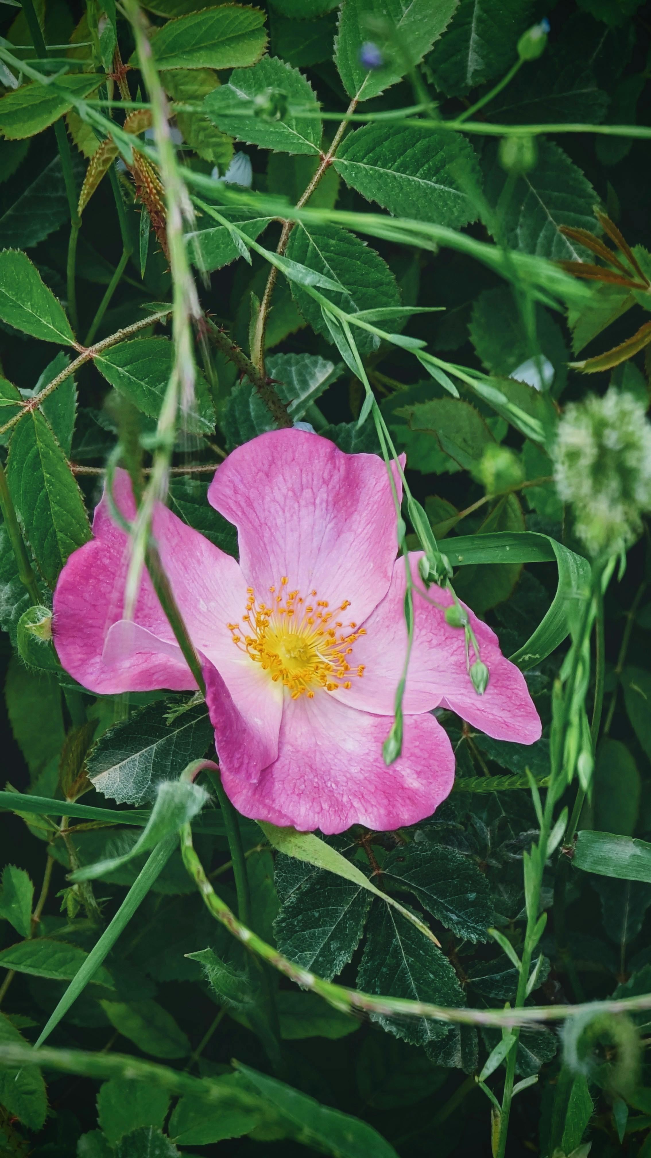 Picture of Smooth Rose · Free Stock Photo