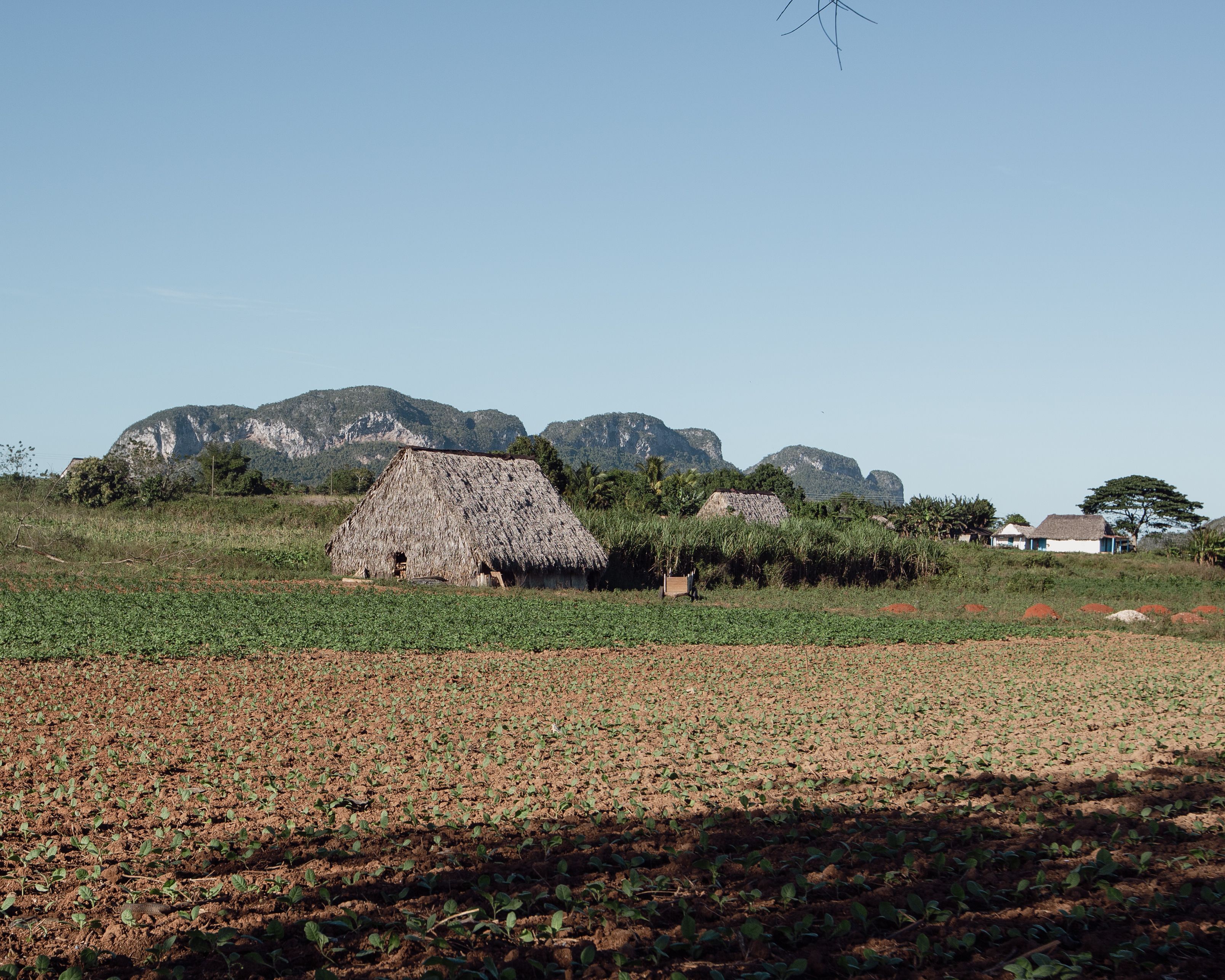 Rural Field in Village · Free Stock Photo