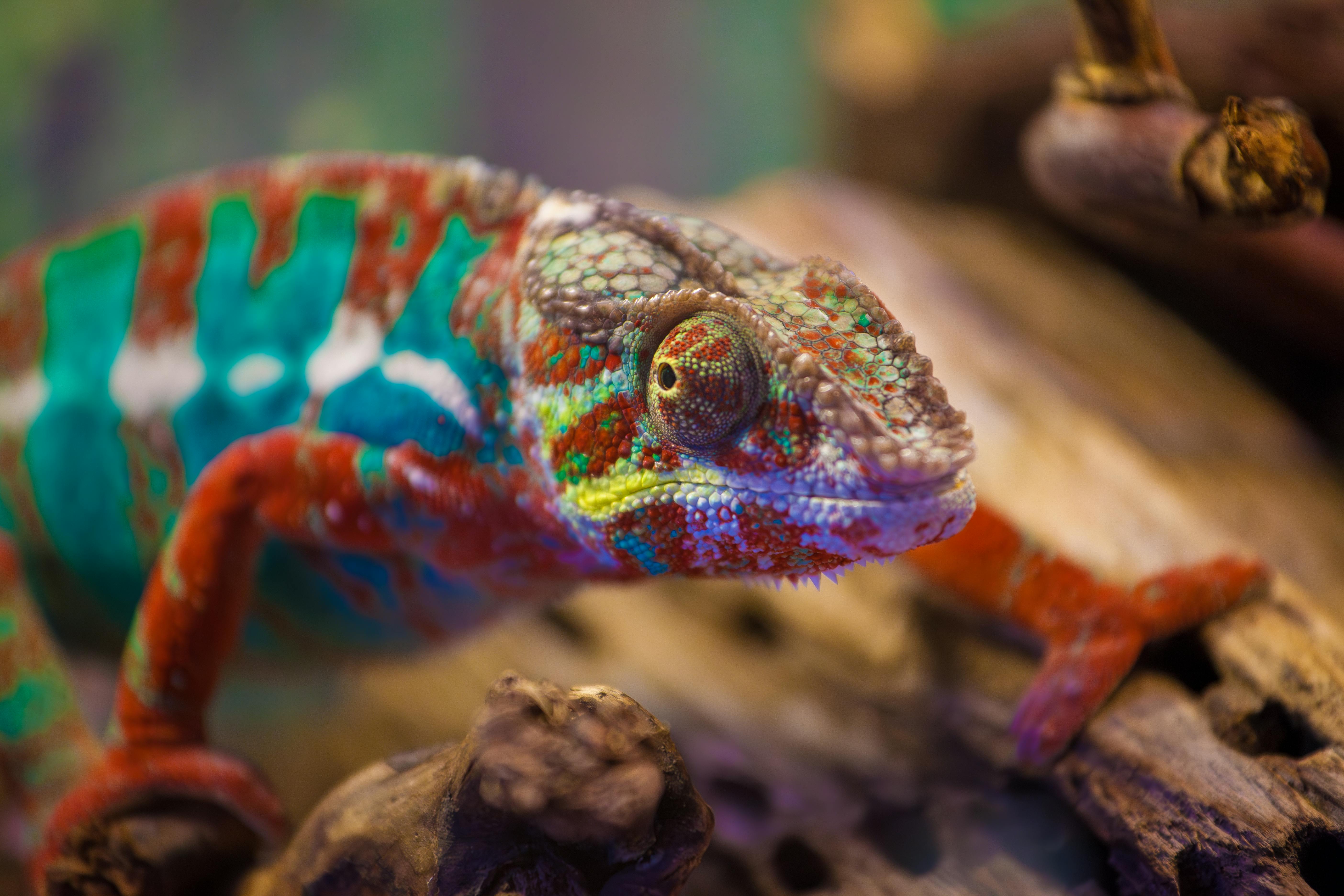 Green and Purple Chameleon · Free Stock Photo