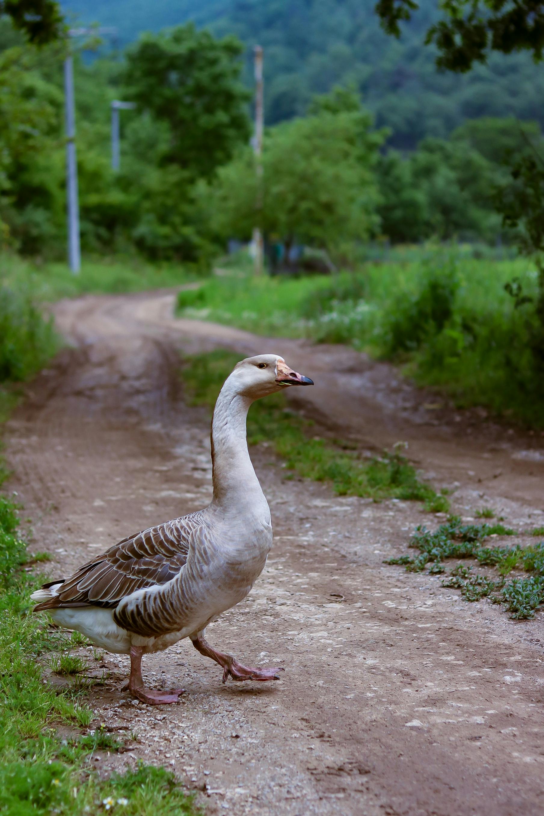 Goose Crossing Footpath · Free Stock Photo