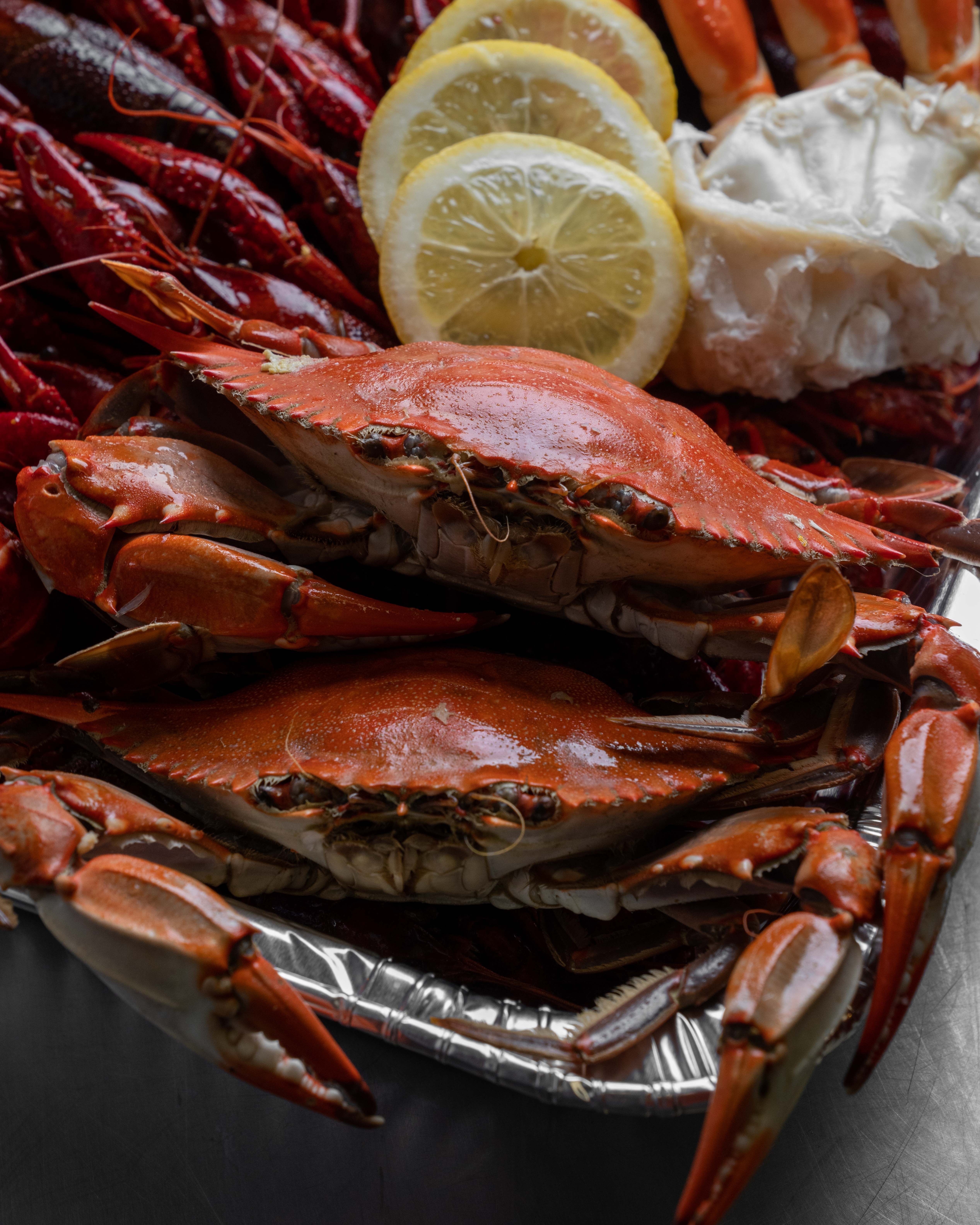 Lobsters Photos, Download The BEST Free Lobsters Stock Photos & HD Images