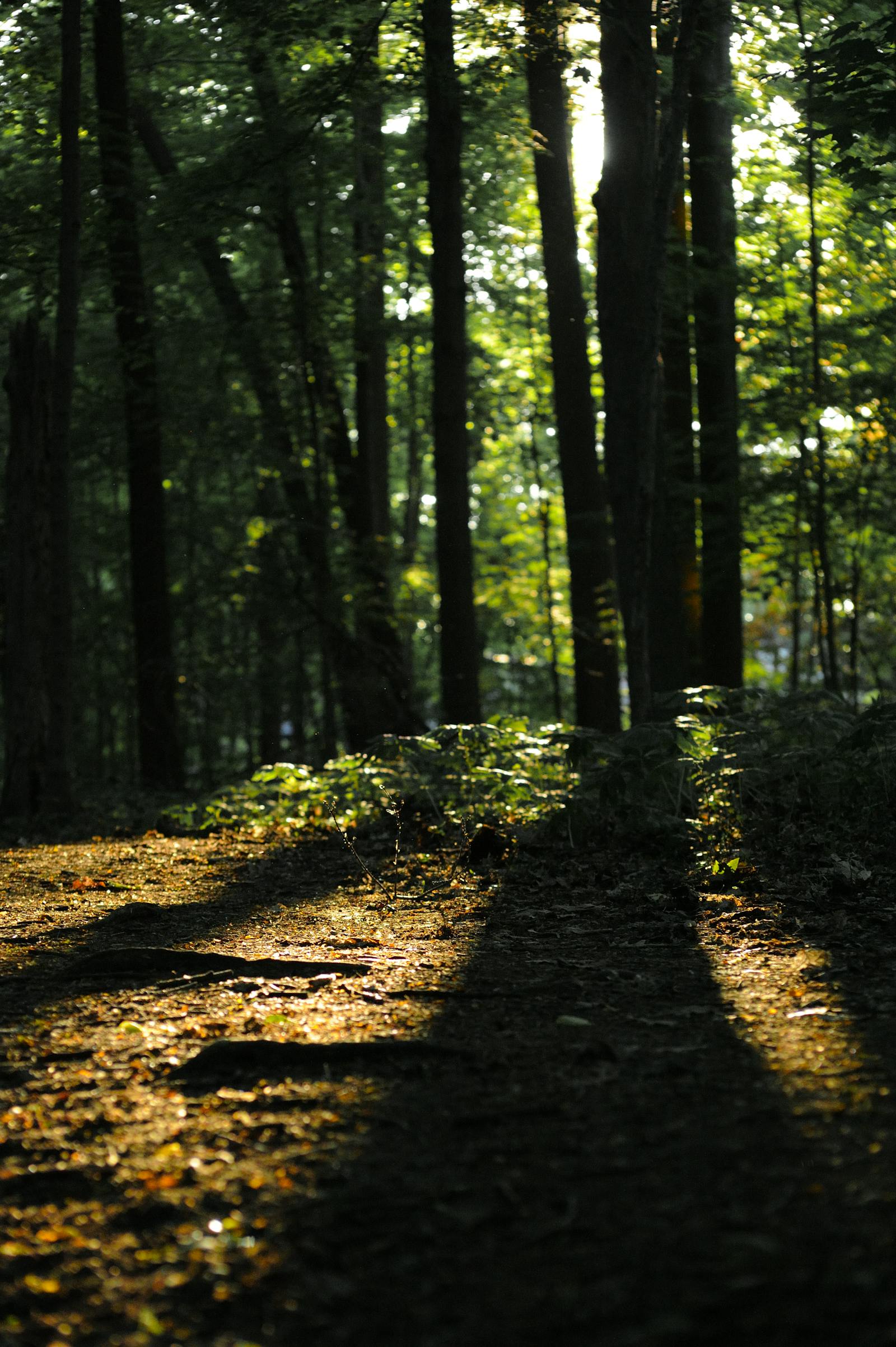 Forest Shadows Photos, Download The BEST Free Forest Shadows Stock ...