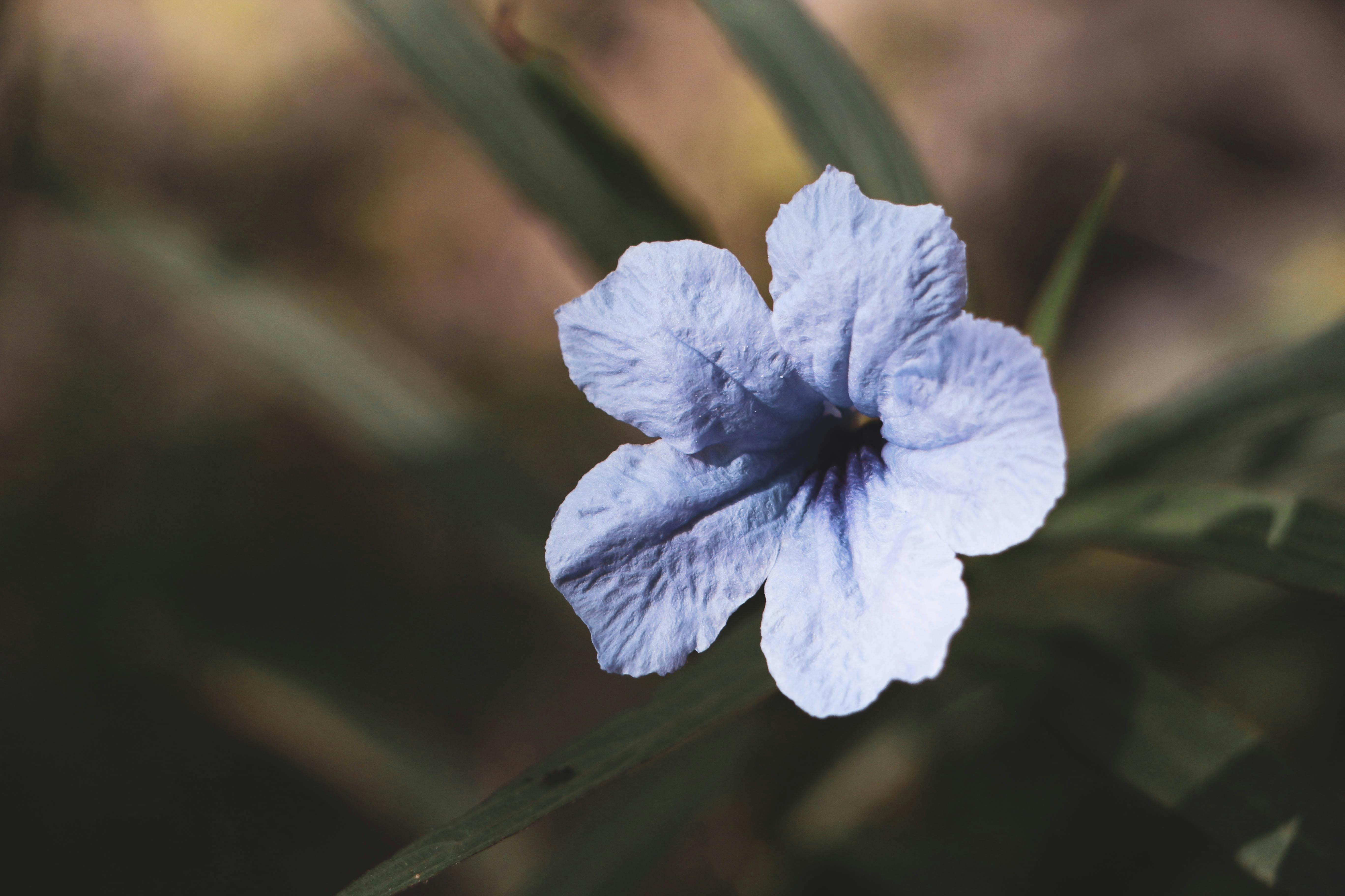 Close-up on Minnieroot Flower · Free Stock Photo