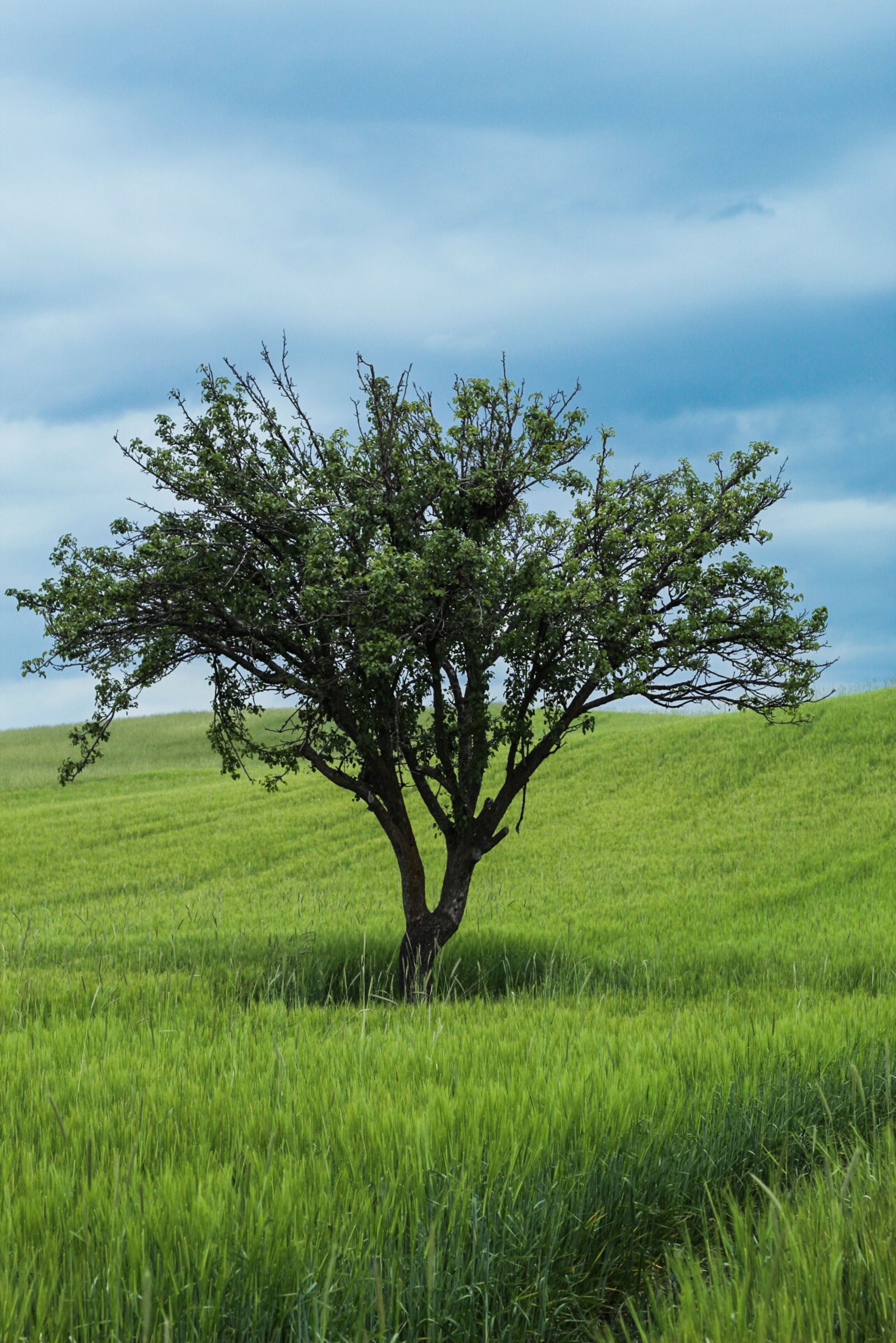 Single Tree on Rural Field · Free Stock Photo