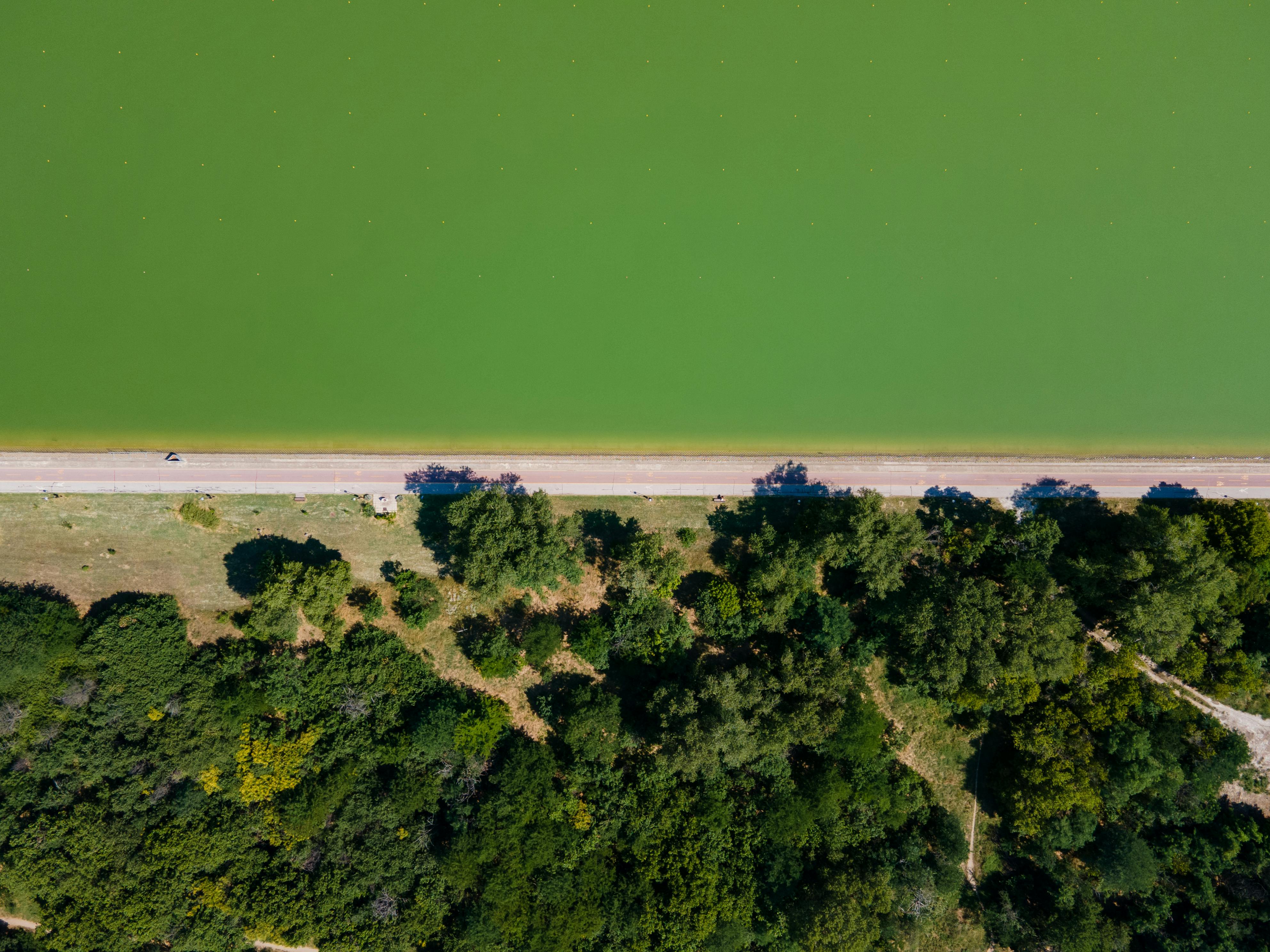 Sunlit Forest near Water · Free Stock Photo