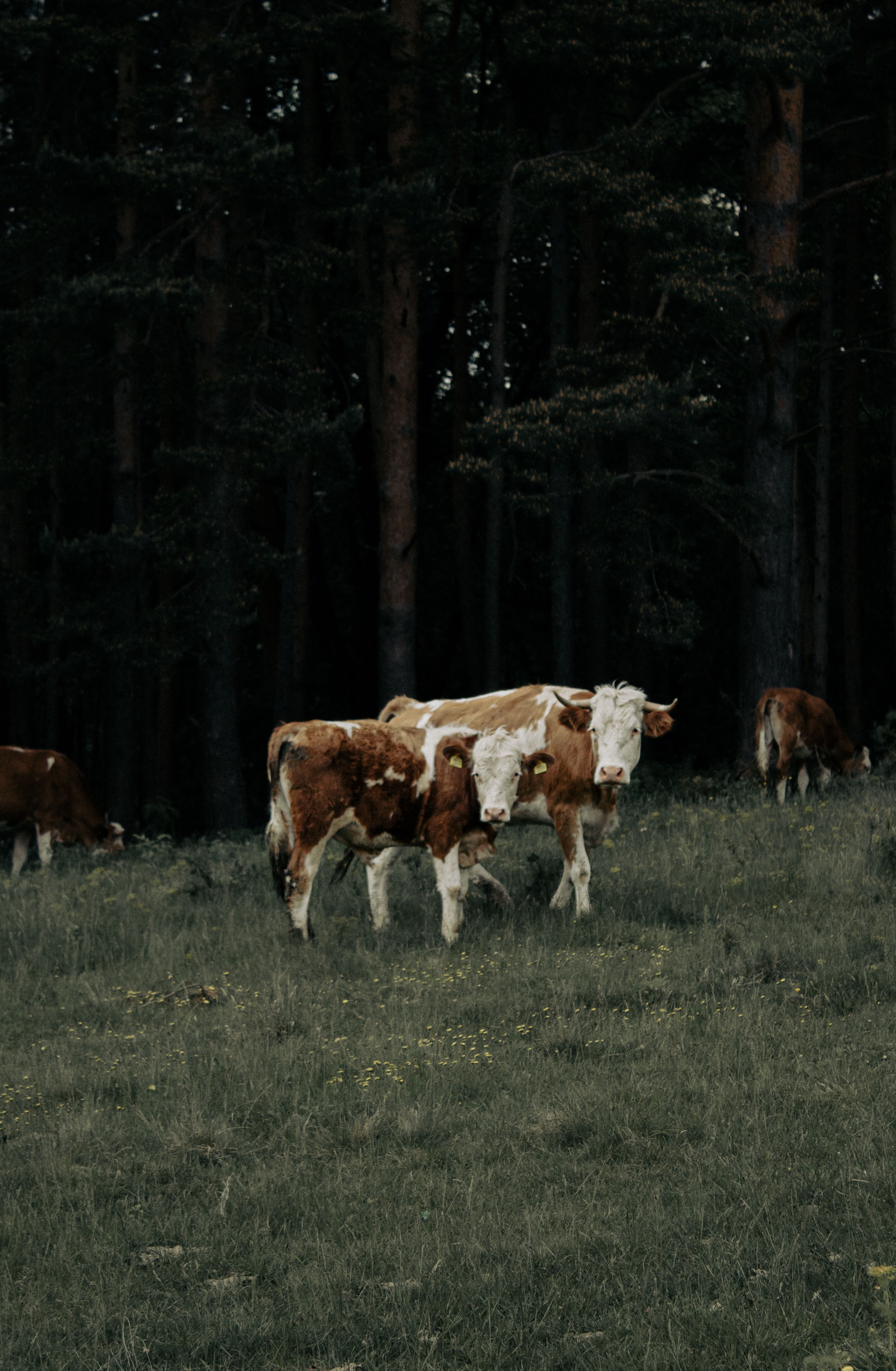 Skipping Cows Photos, Download The BEST Free Skipping Cows Stock Photos ...