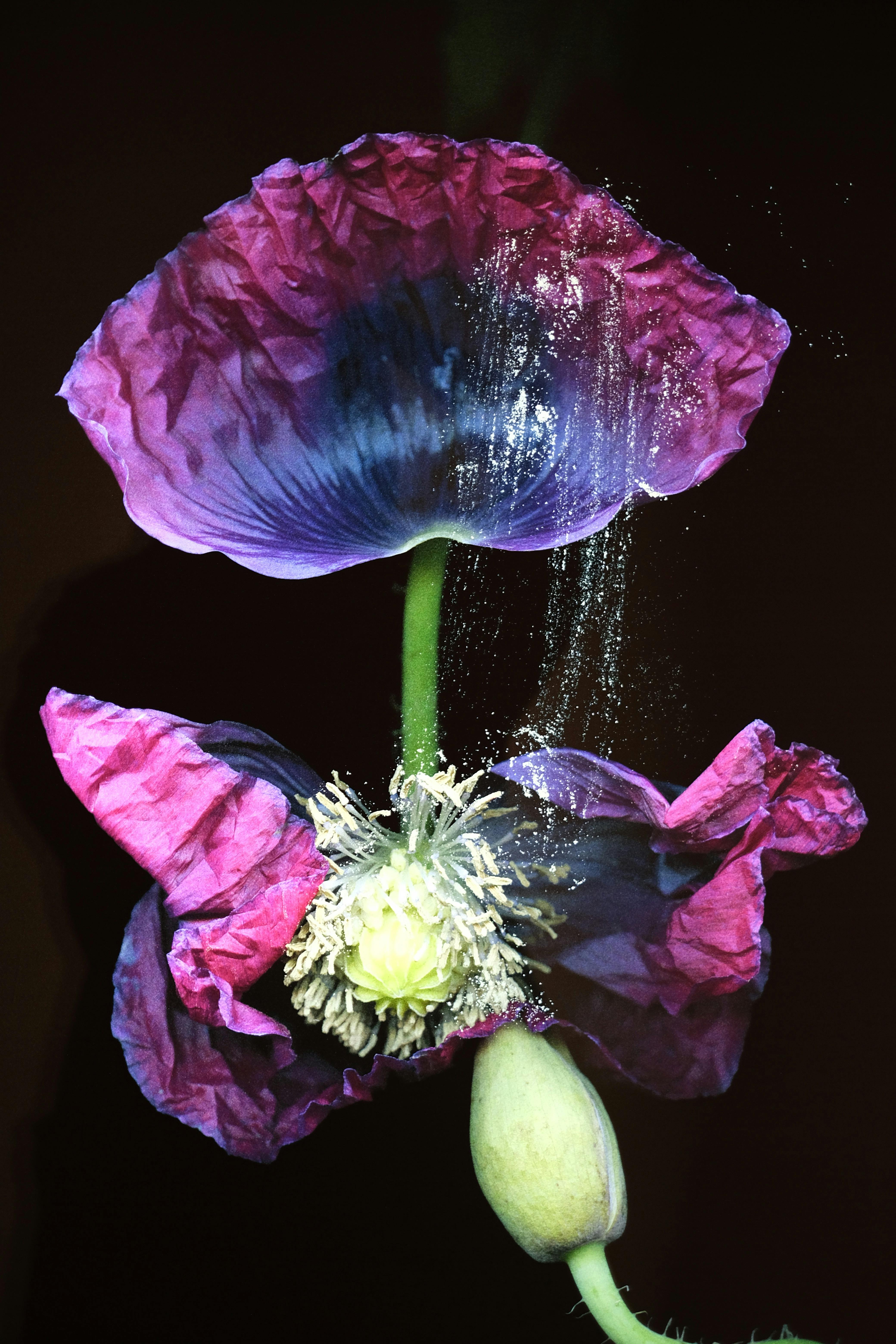 Close-up of a Withered Purple Flower · Free Stock Photo