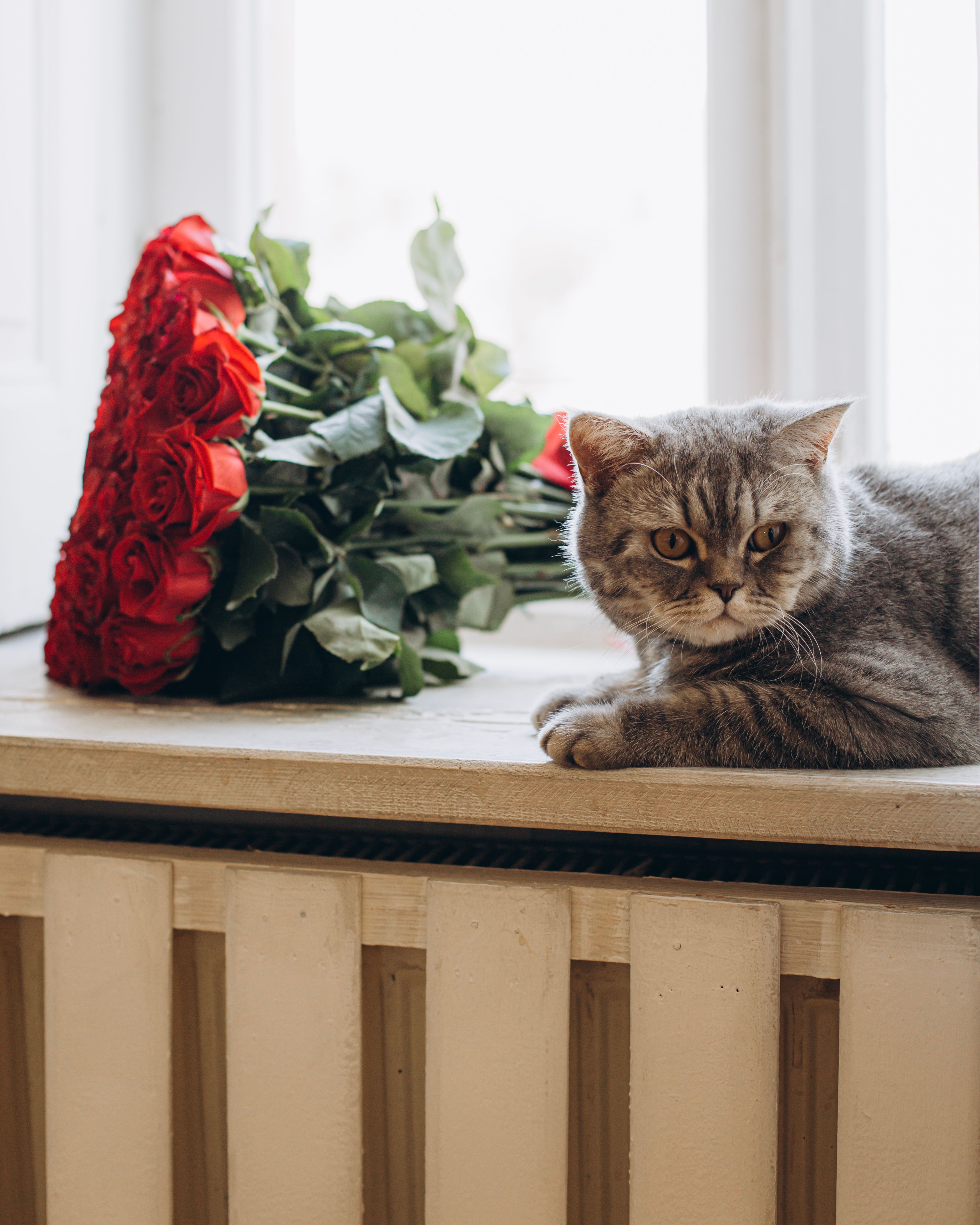 Chat Et Fleurs · Photo gratuite