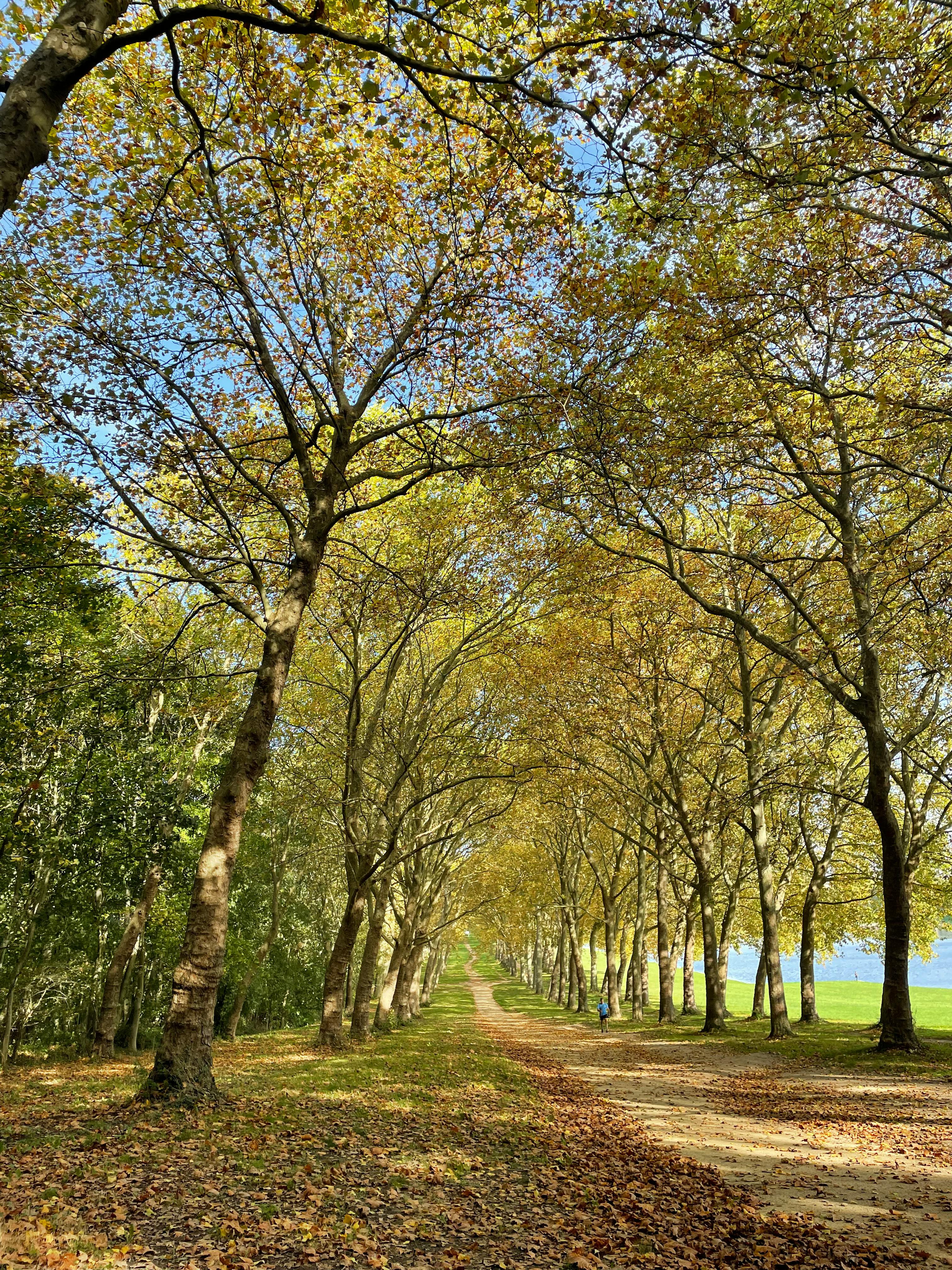 Allee In Versailles Photos, Download The BEST Free Allee In Versailles ...