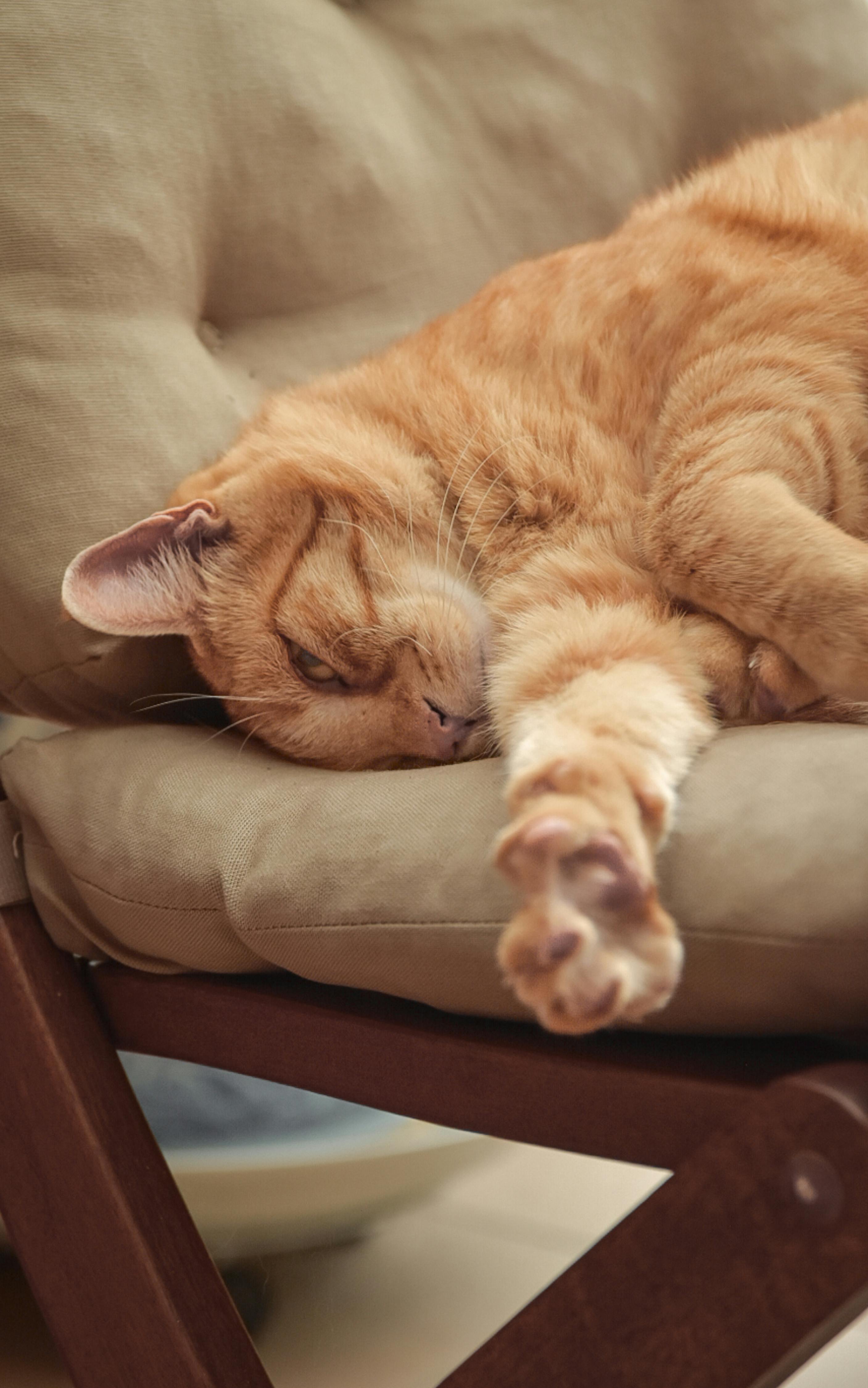 Cat Hacking Photos, Download The BEST Free Cat Hacking Stock Photos ...