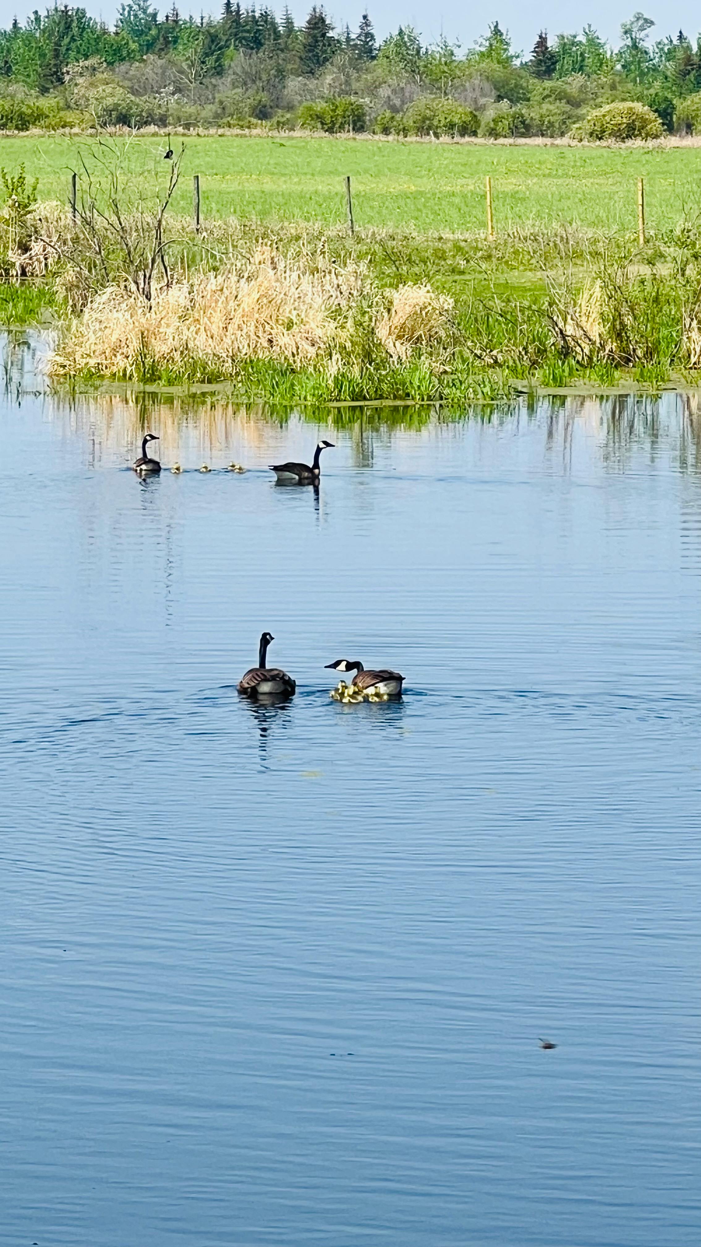 Nick Dube - Fotografía