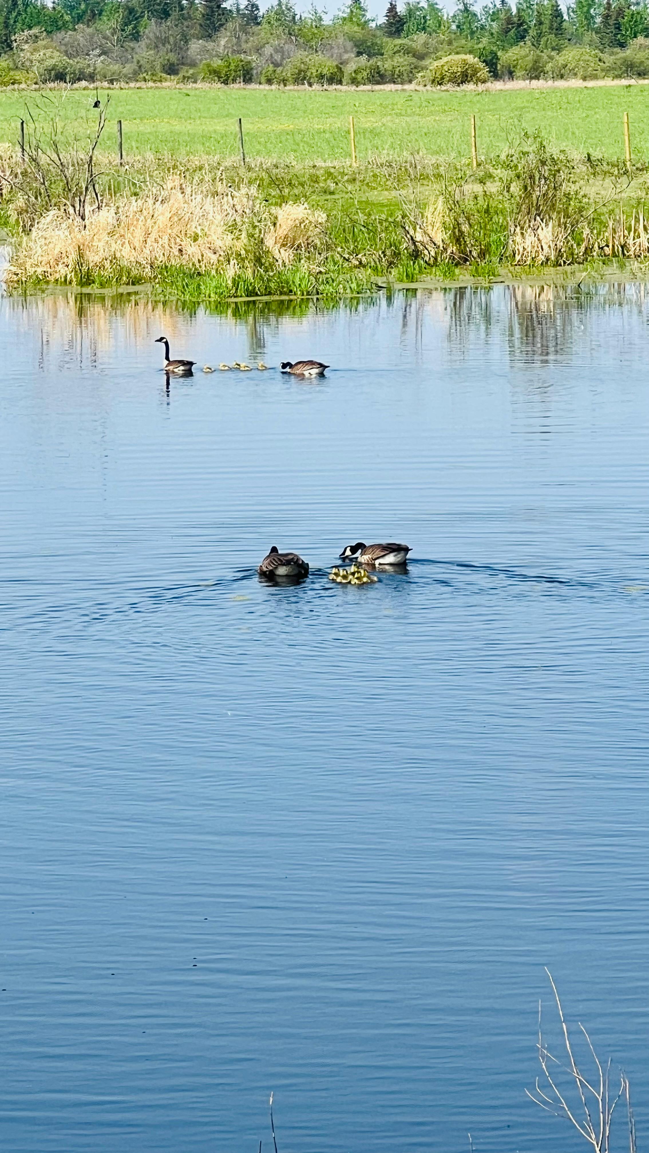 Nick Dube - Fotografía