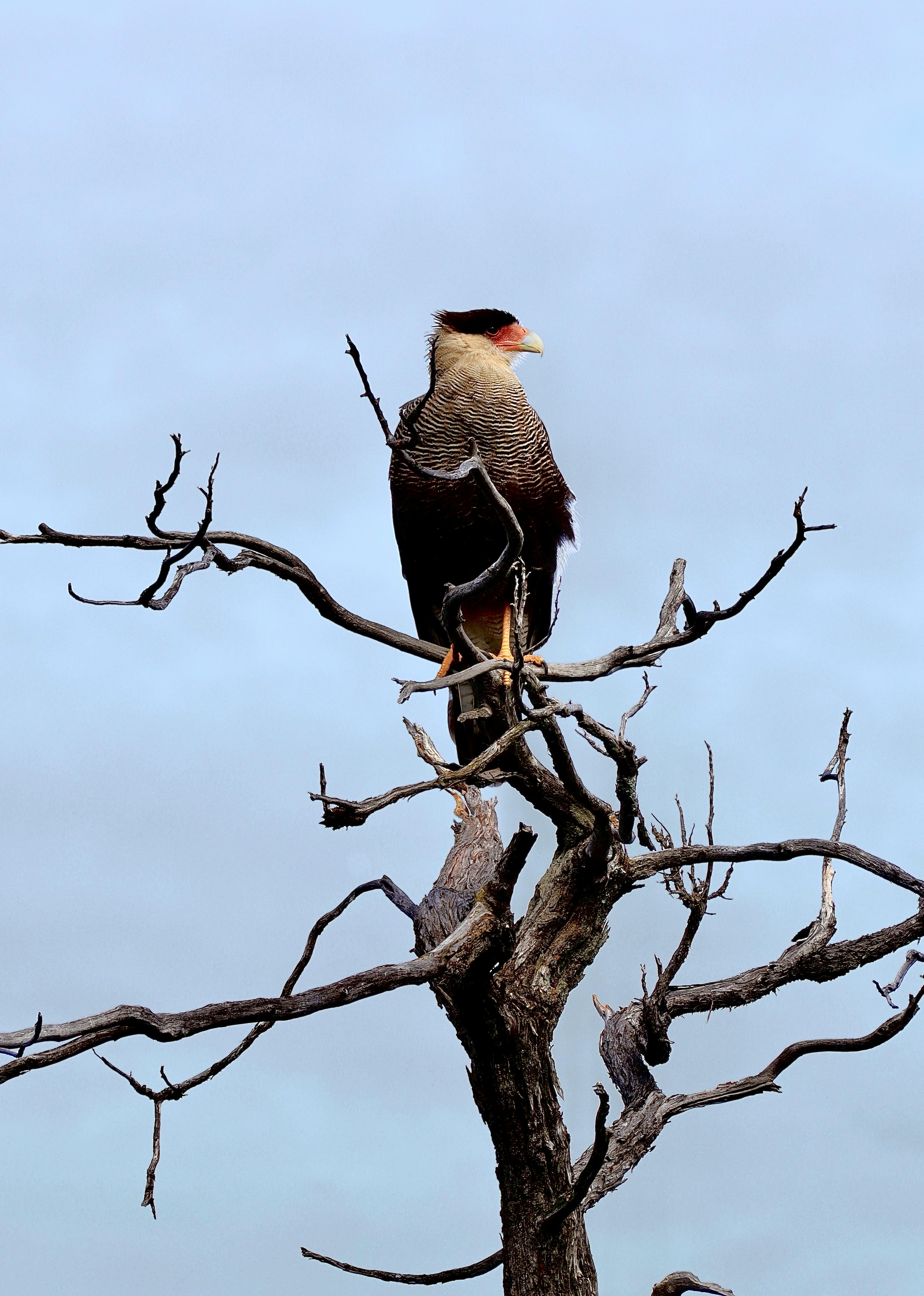 Angry Birds Photos, Download The BEST Free Angry Birds Stock Photos ...