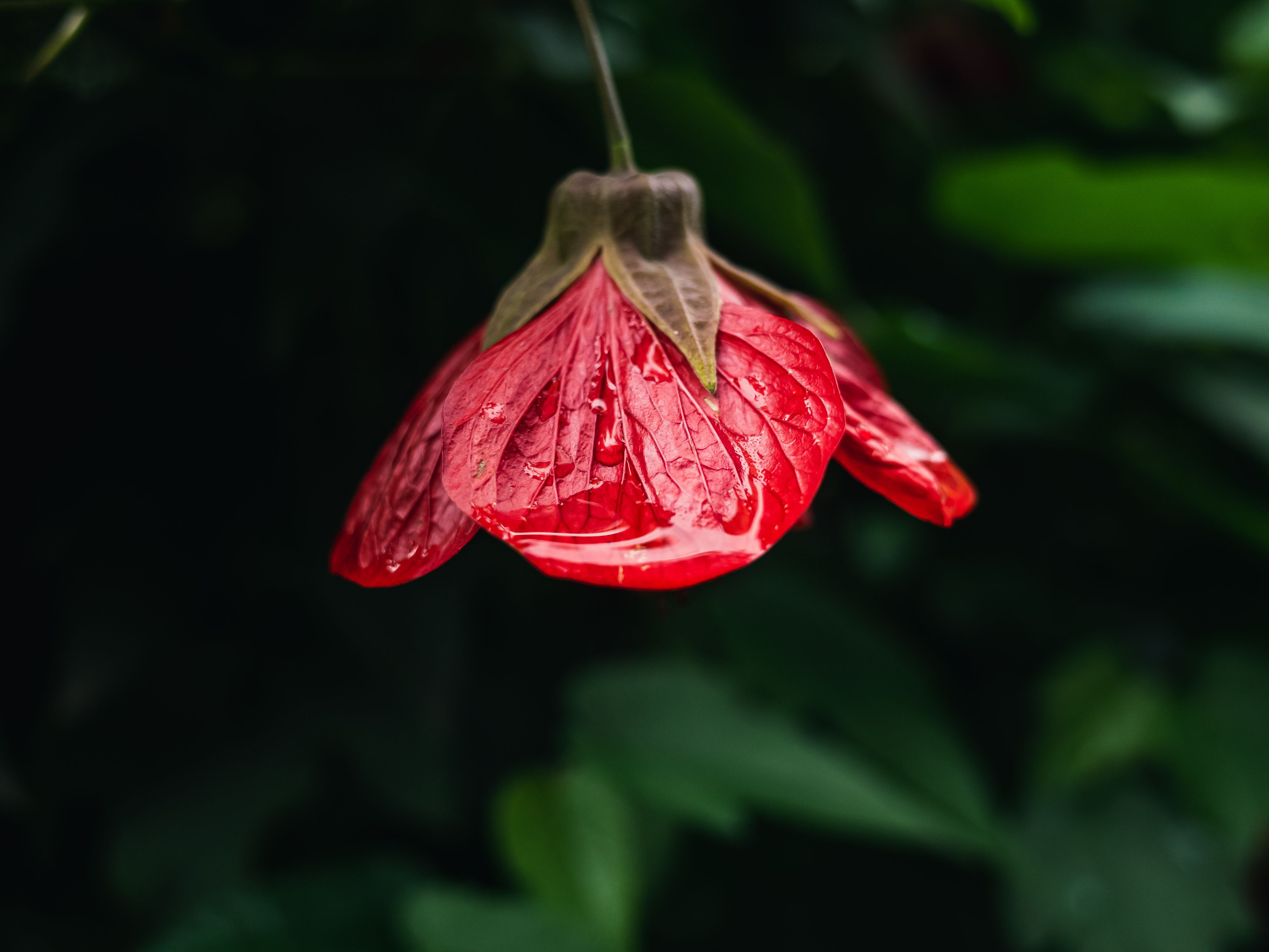 Raindrops on Red Flower · Free Stock Photo