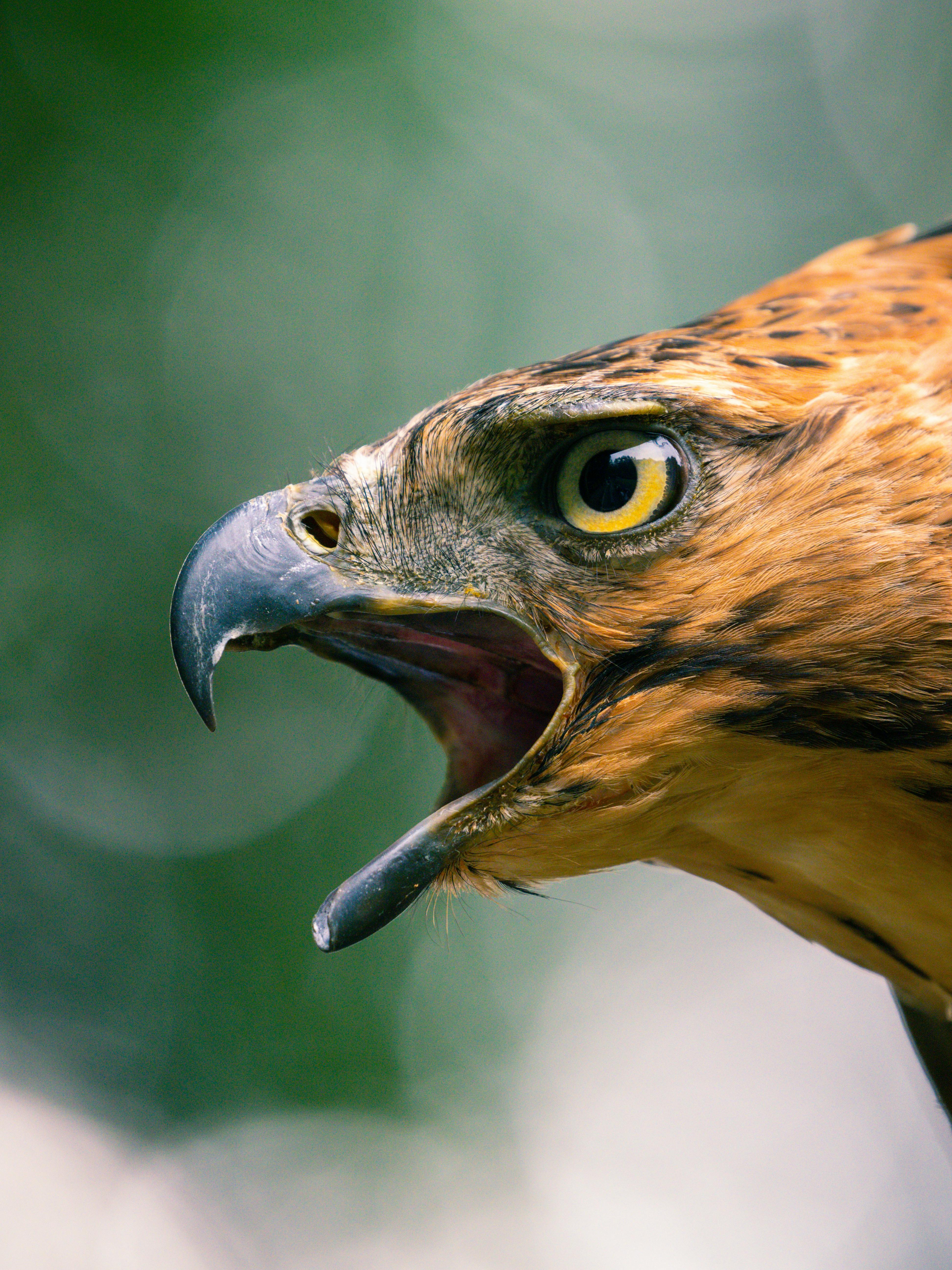 Close up of Eagle with Open Beak · Free Stock Photo